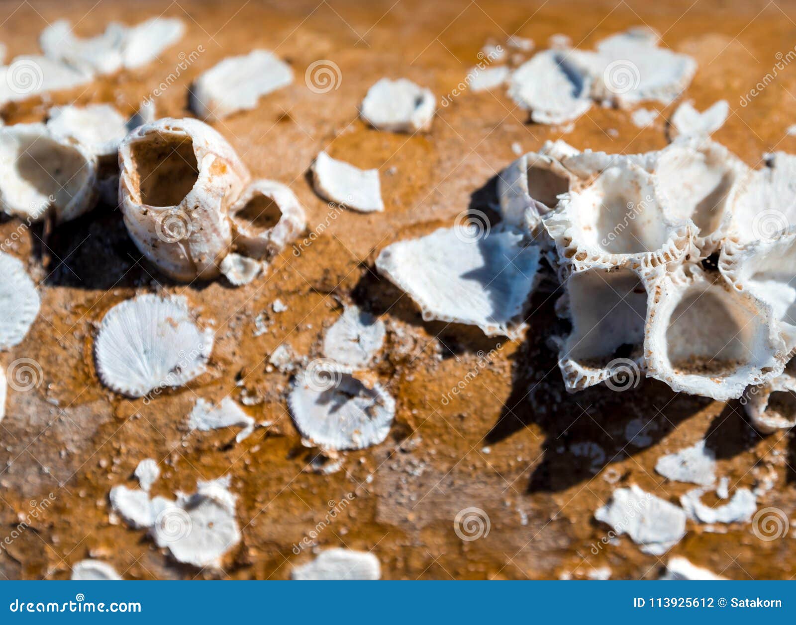 Barnacle Shell on Surface of Dried Wood Foto de Stock - Imagem de ...
