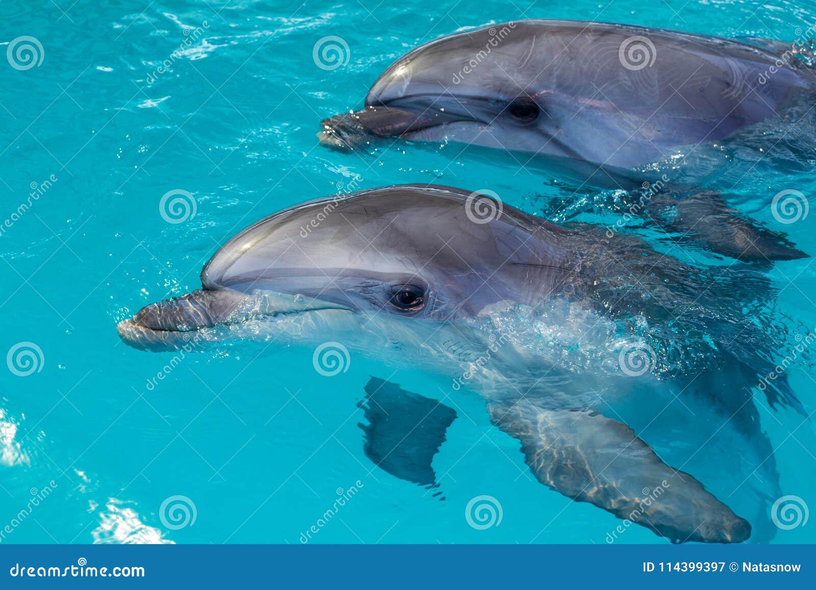 Group of Cute Smart Dolphins in the Ocean Immagine Stock - Immagine di ...