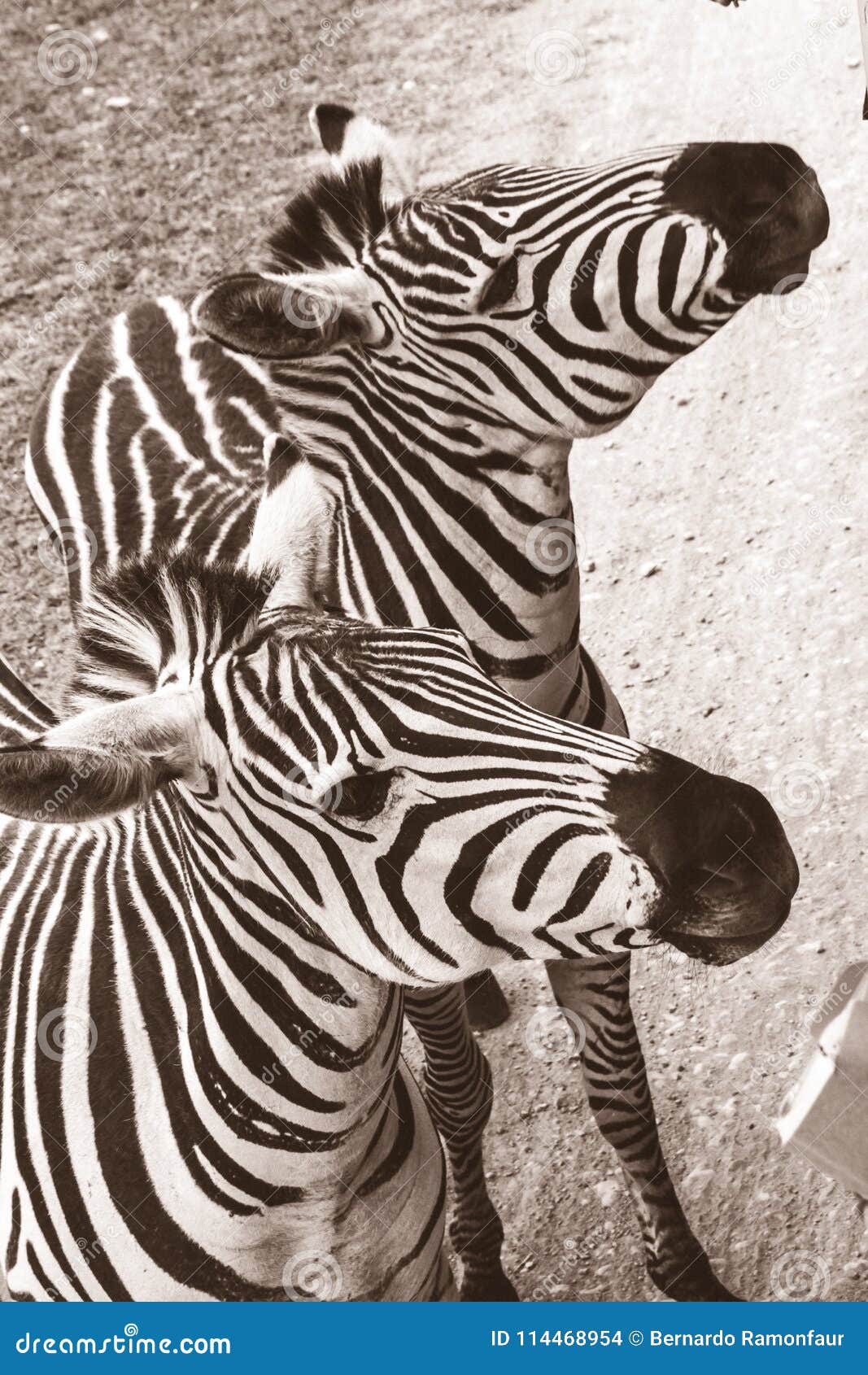 Zebra heads from above stock foto. Image of sluit, dier - 114468954