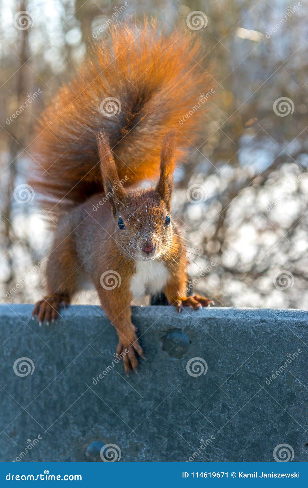 A Red Squirrel Poses for a Picture. Immagine Stock - Immagine di astuto ...