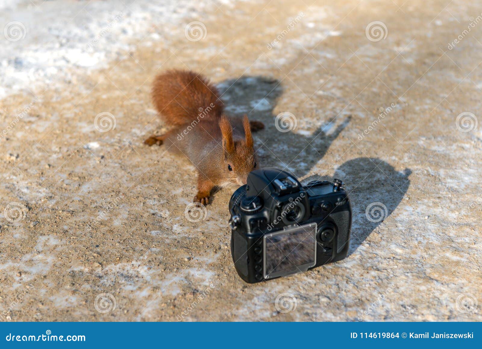 A Red Squirrel is Watching a Digital Camera Stock Foto - Image of dier ...