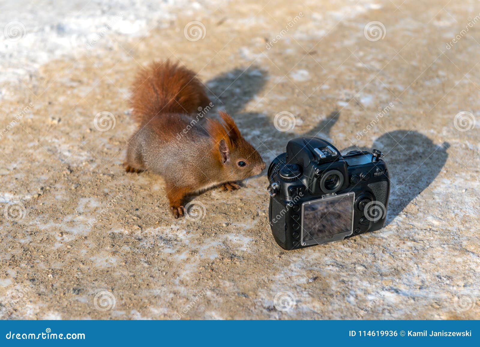 A Red Squirrel is Watching a Digital Camera Fotografia Stock - Immagine ...