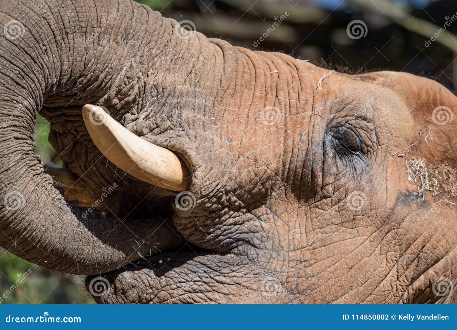Elephant Sticks Trunk in Mouth Arkivfoto - Bild av slam, detalj: 114850802