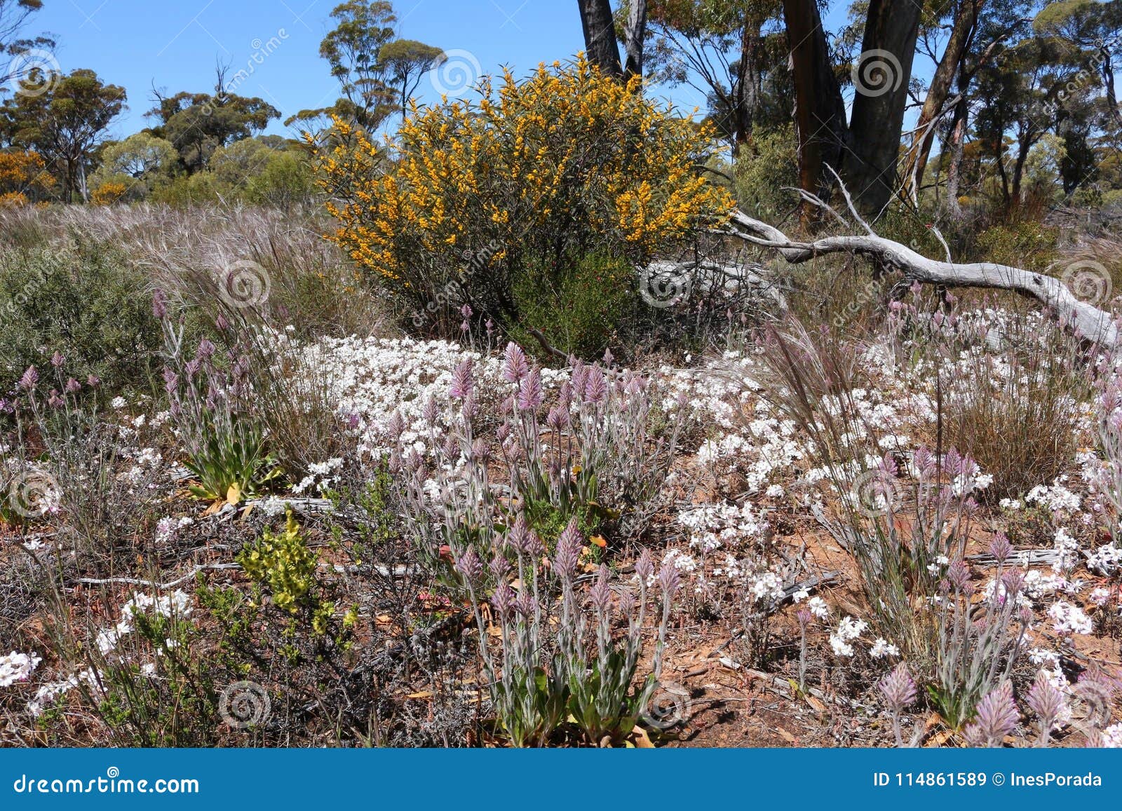 Spring in the Western Australian Outback with Lavender Mulla Mulla ...
