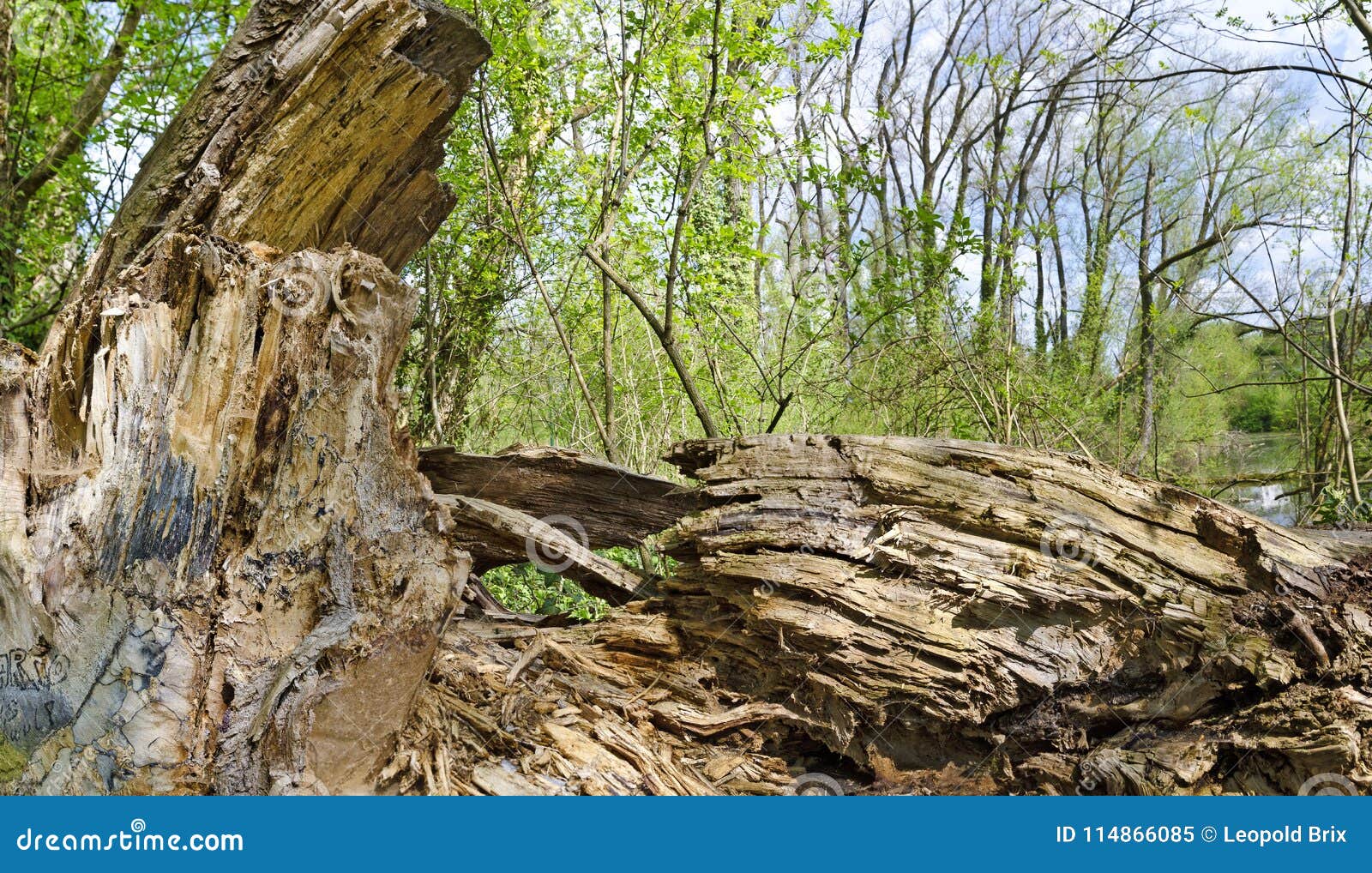 Rotten tree stup imagen de archivo. Imagen de bosque - 114866085