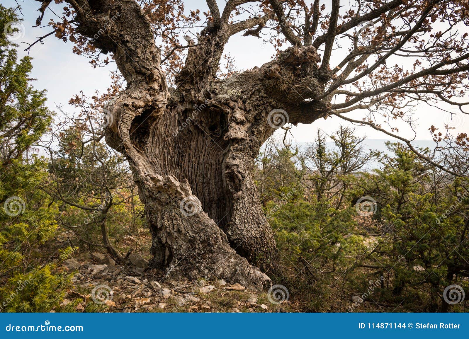 An Old Oak Tree with Cavities and Holes in Croatia Arkivfoto - Bild av ...