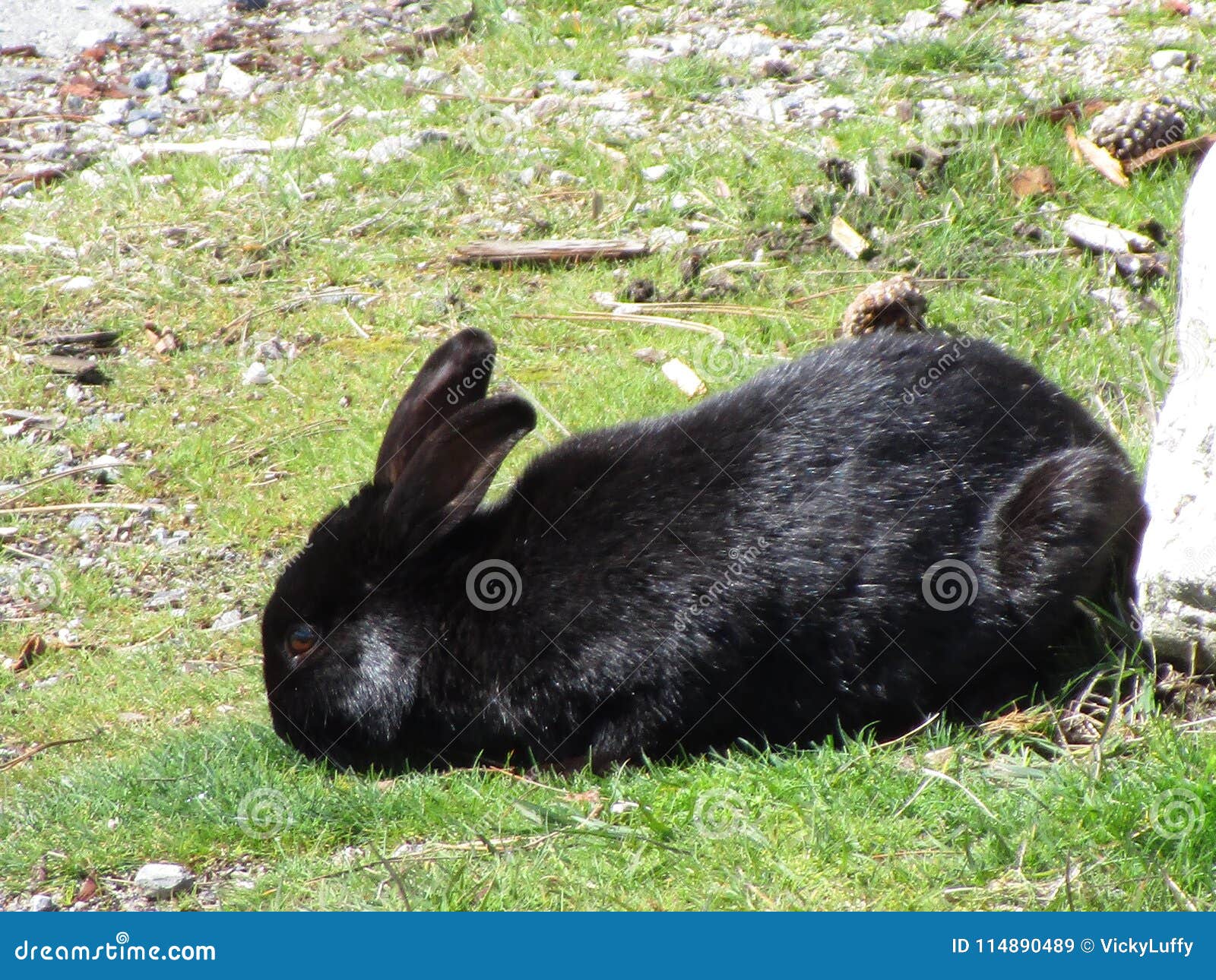 Cute Adorable Black Bunny Rabbit at Jericho Beach, Vancouver, April ...