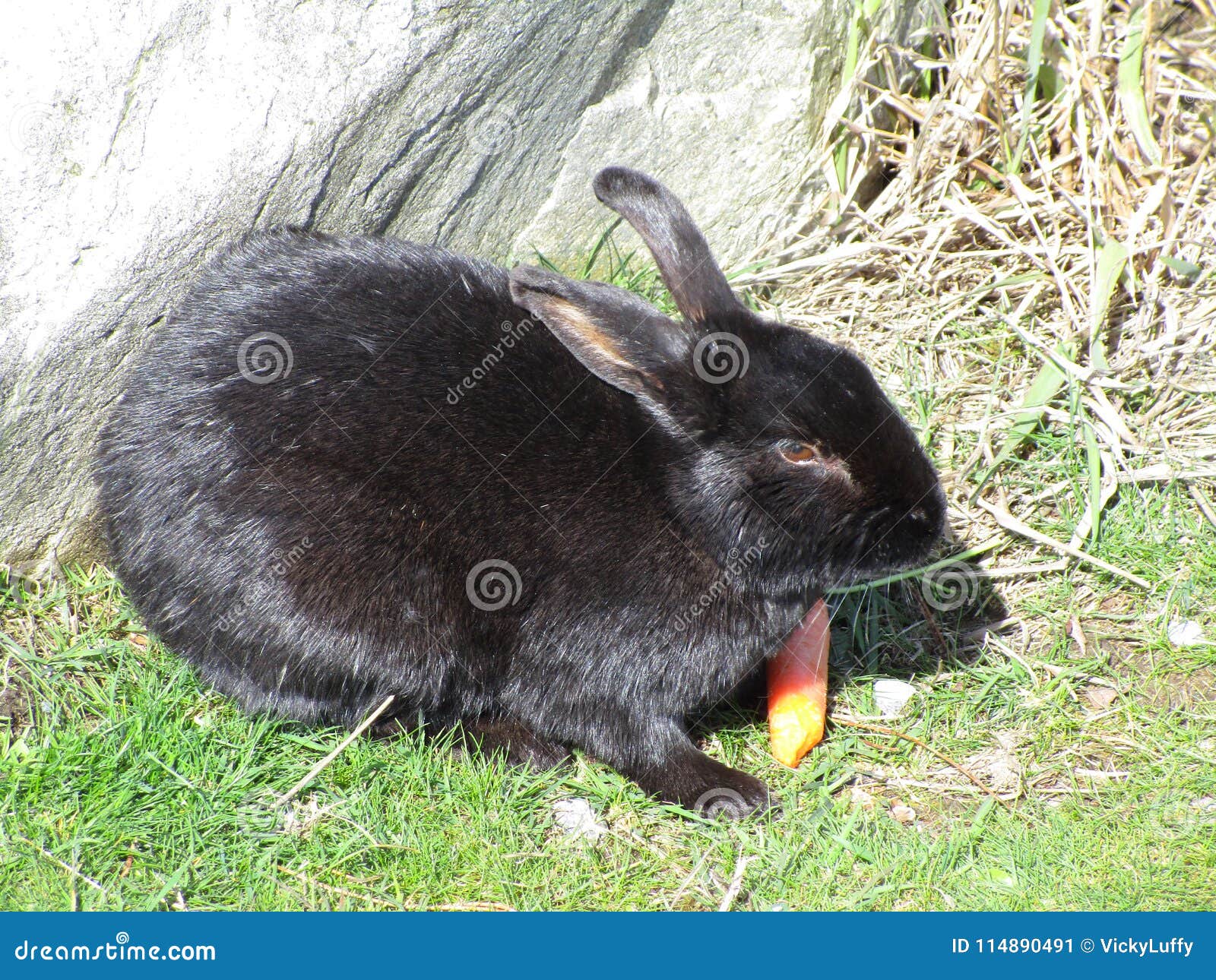 Cute Adorable Black Bunny Rabbit at Jericho Beach, Vancouver, April ...