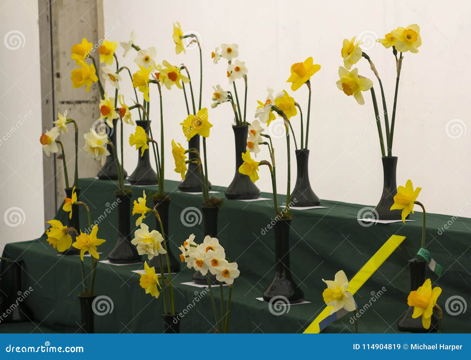 A Daffodil Bloom Display Stand in the Junior School Section of the ...