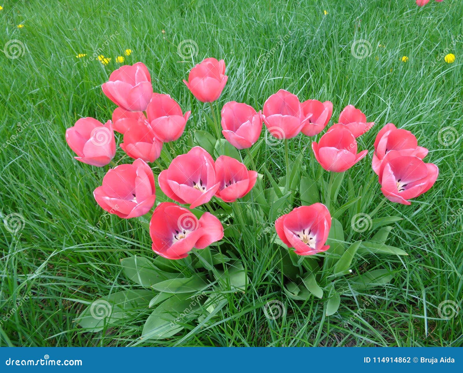 Tulips at the Beginning of the Spring Fotografia Stock - Immagine di ...