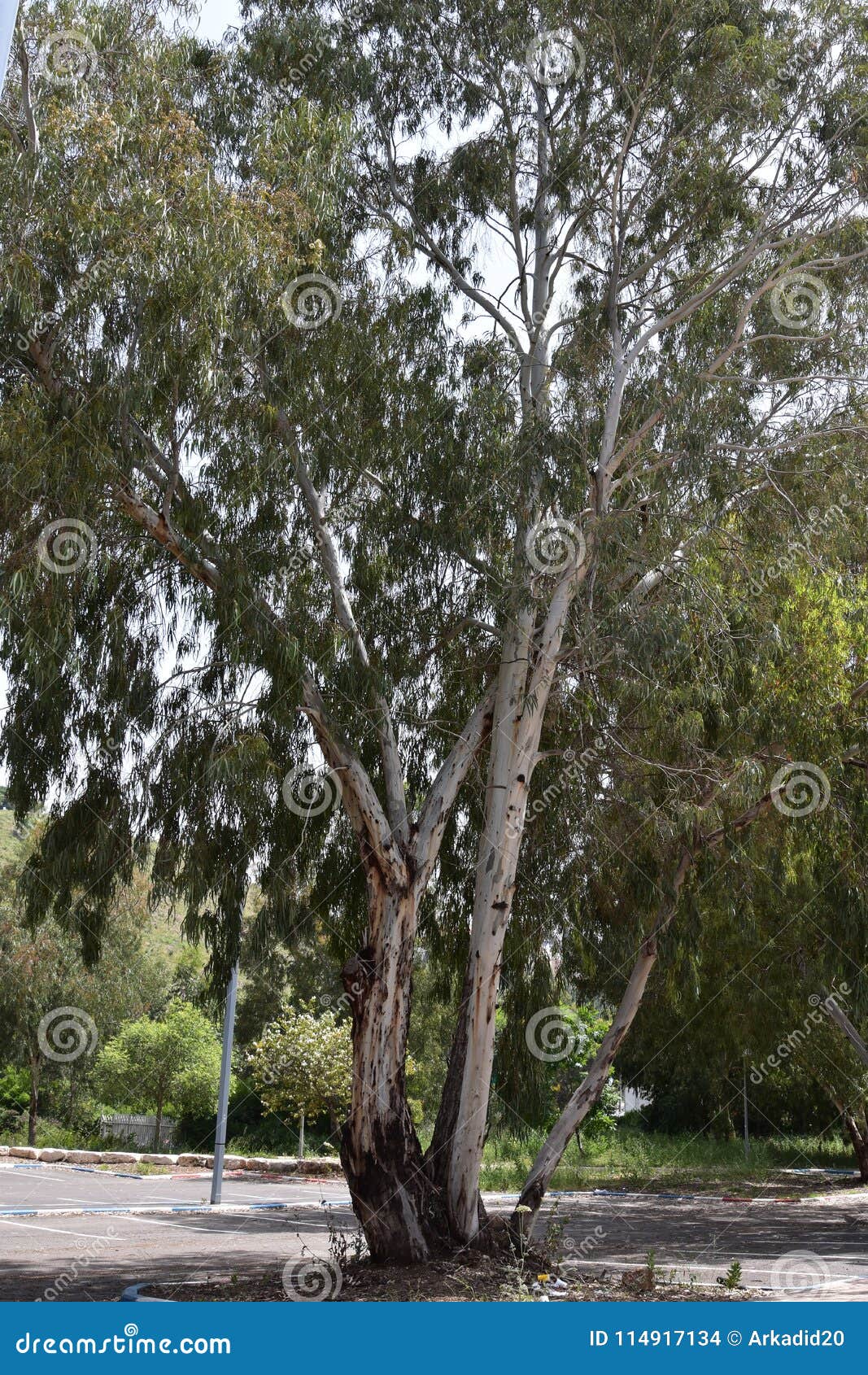 Old eucalyptus tree. stockfoto. Bild von bäume, subtropen - 114917134
