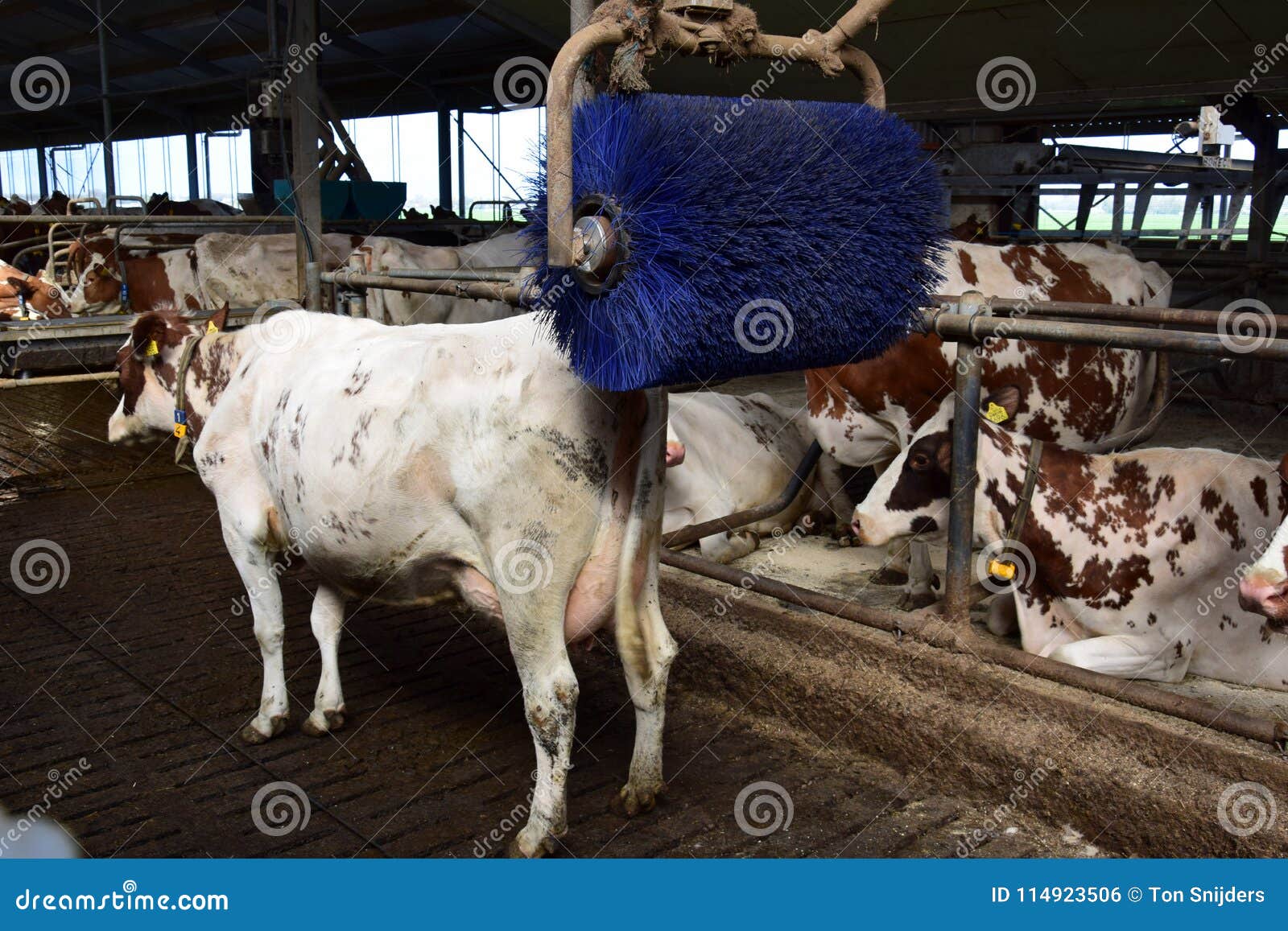 Cow Wash in a Dutch Farmers Stable Foto editorial - Imagen de vacas ...