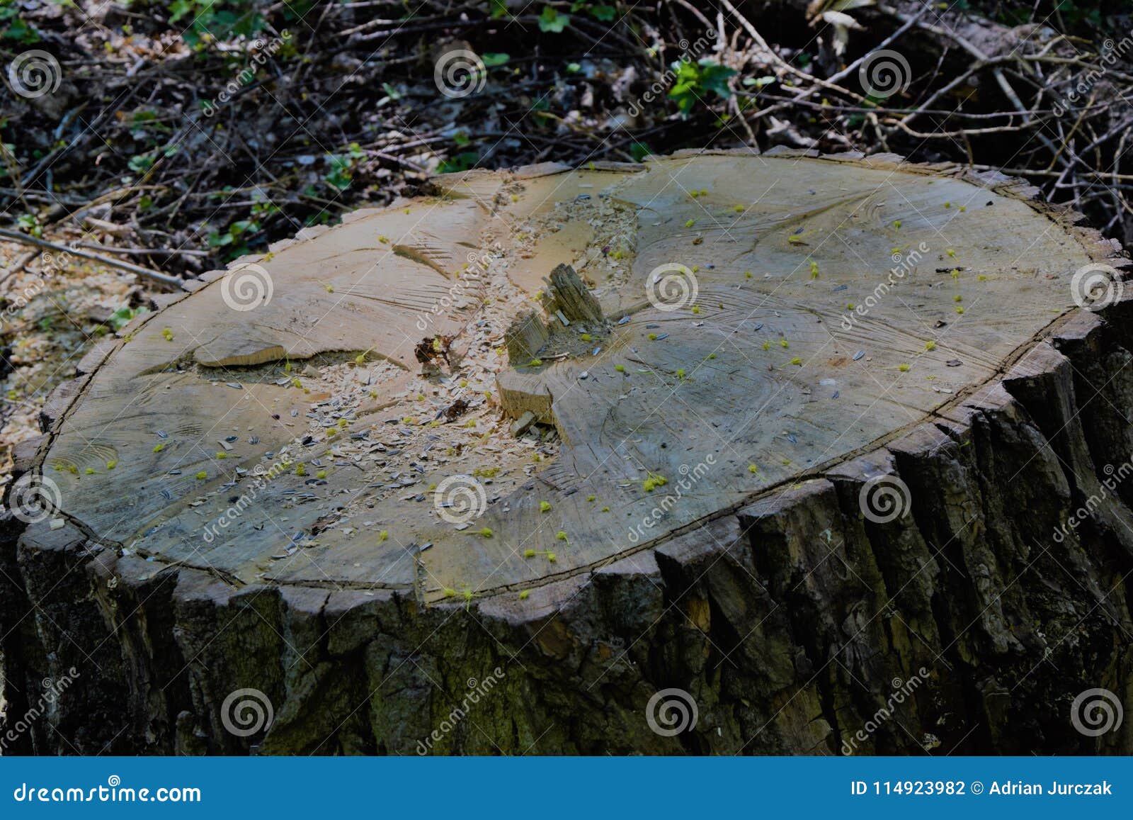 Trunk of a Cut Tree in the Park Fotografia Stock - Immagine di naughty ...