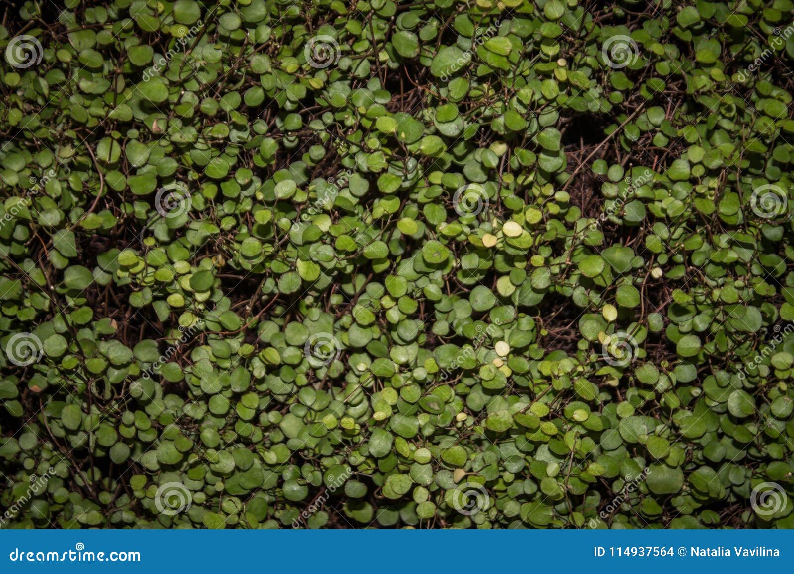 Background Green Small Rounded Leaves Fotografia Stock - Immagine di ...