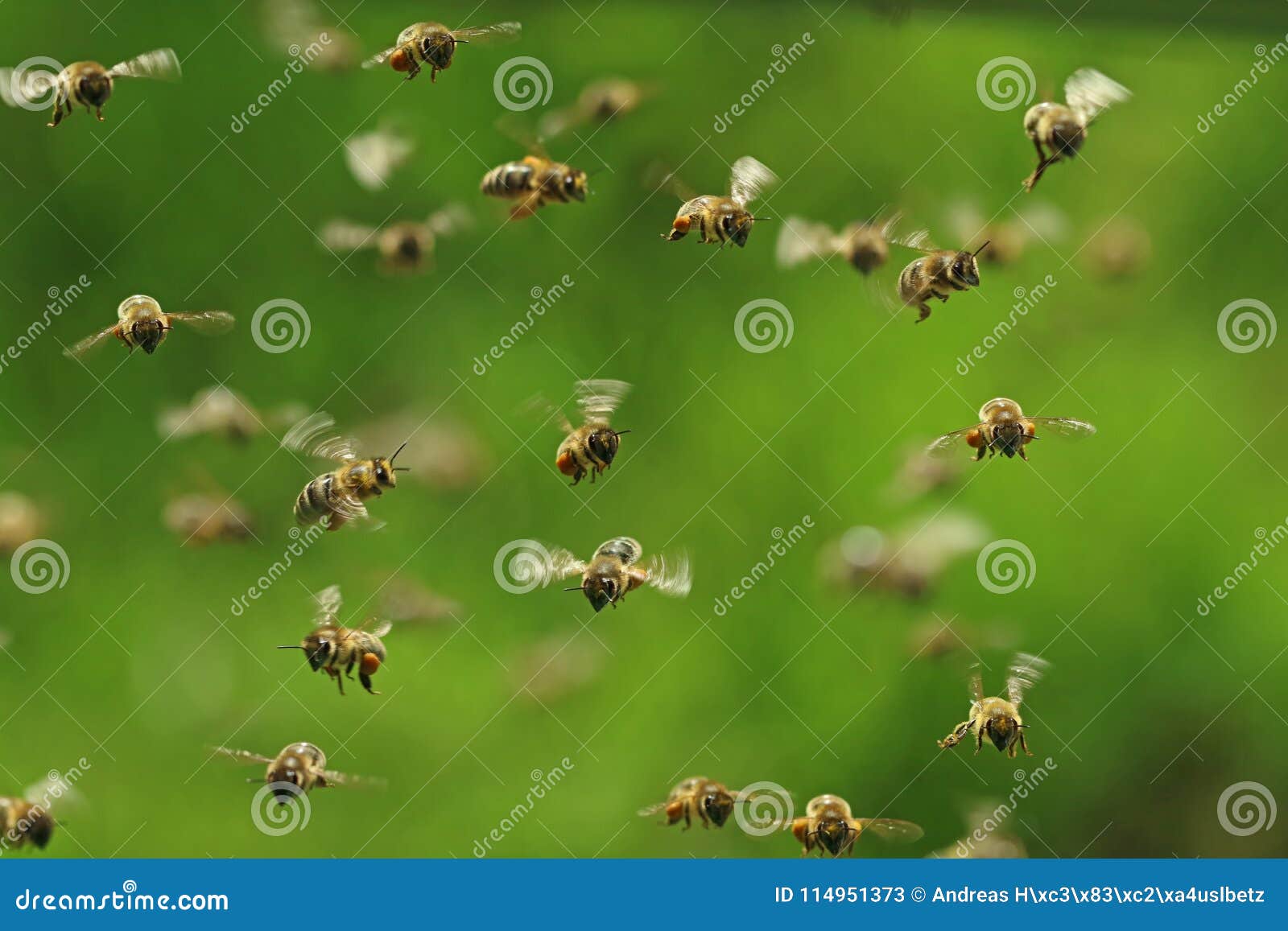 Front View of Flying Honey Bees in a Swarm on Green Bukeh Immagine ...
