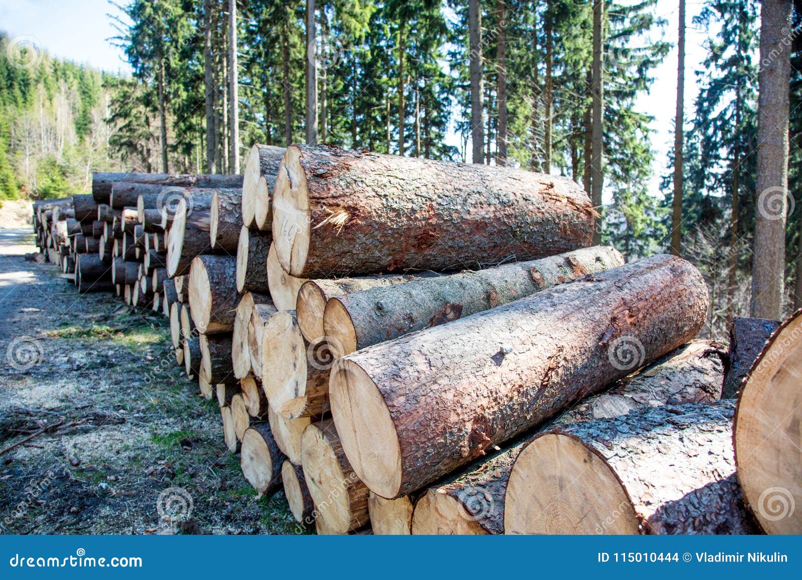 Sawn Logs Lying in the Forest Stock Foto - Image of vernieuwbaar ...