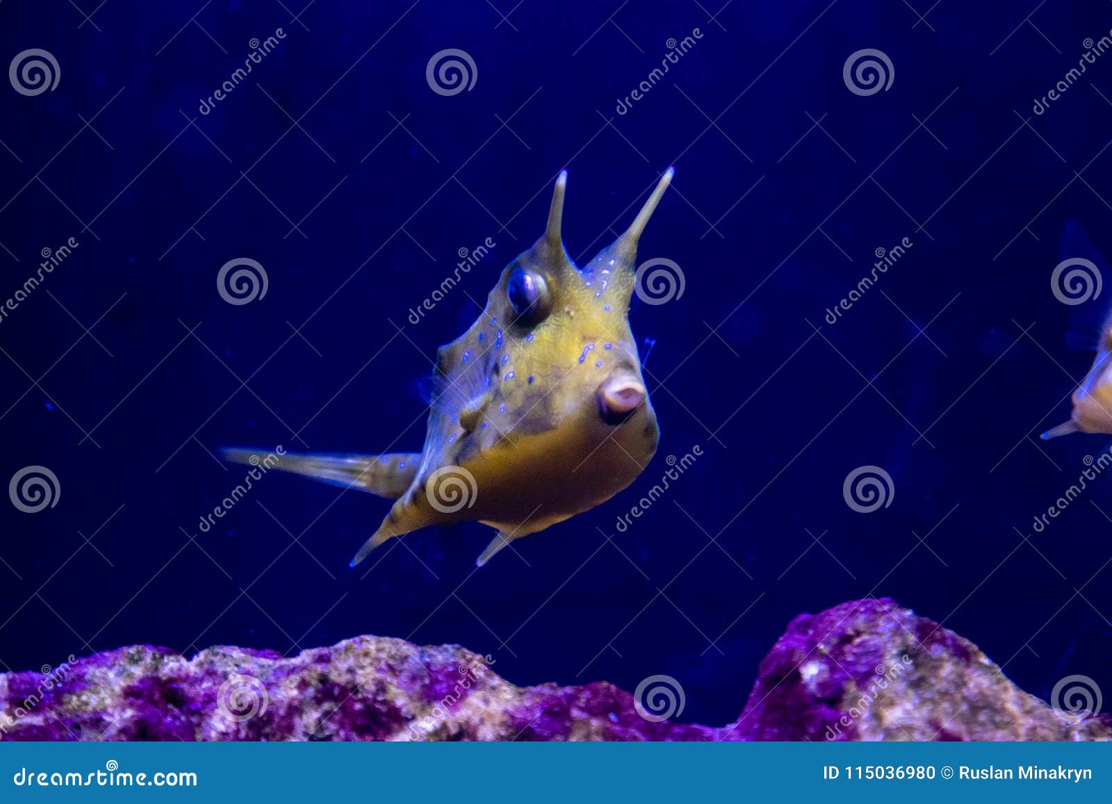 Horned fish, cow - fish stock foto. Image of overzees - 115036980