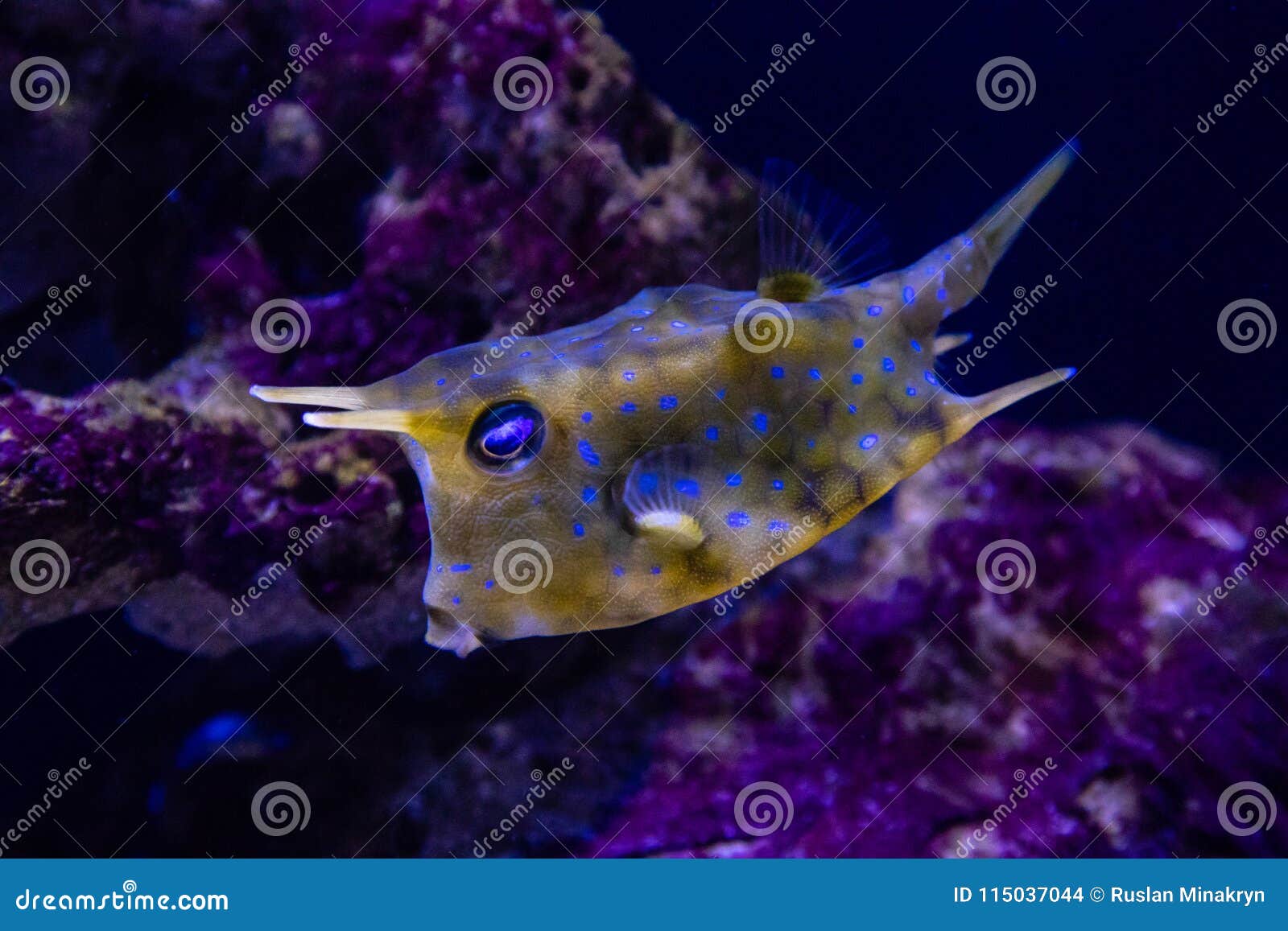 Horned fish, cow - fish stock foto. Image of oceaan - 115037044