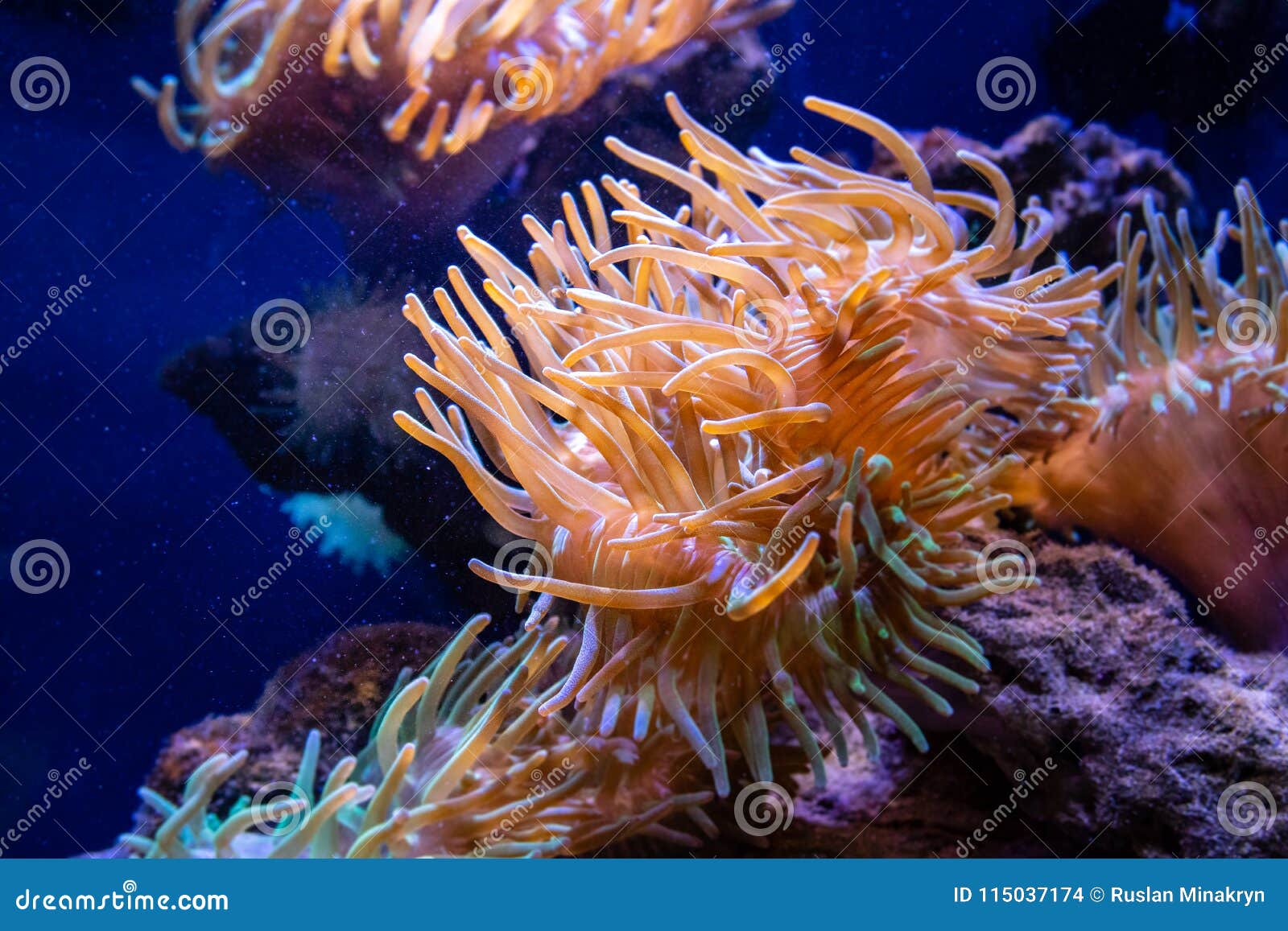 Beautiful Seaweed Catalaphyllia Fotografia Stock - Immagine di ambiente ...