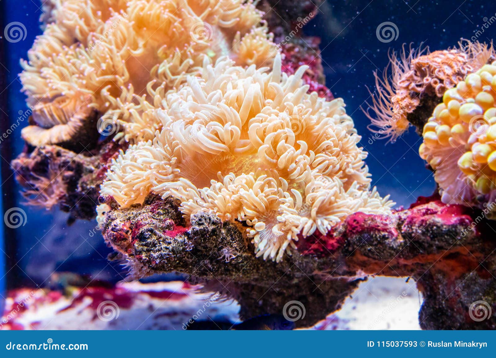 Beautiful Seaweed Catalaphyllia Stockbild - Bild von leben, hintergrund ...