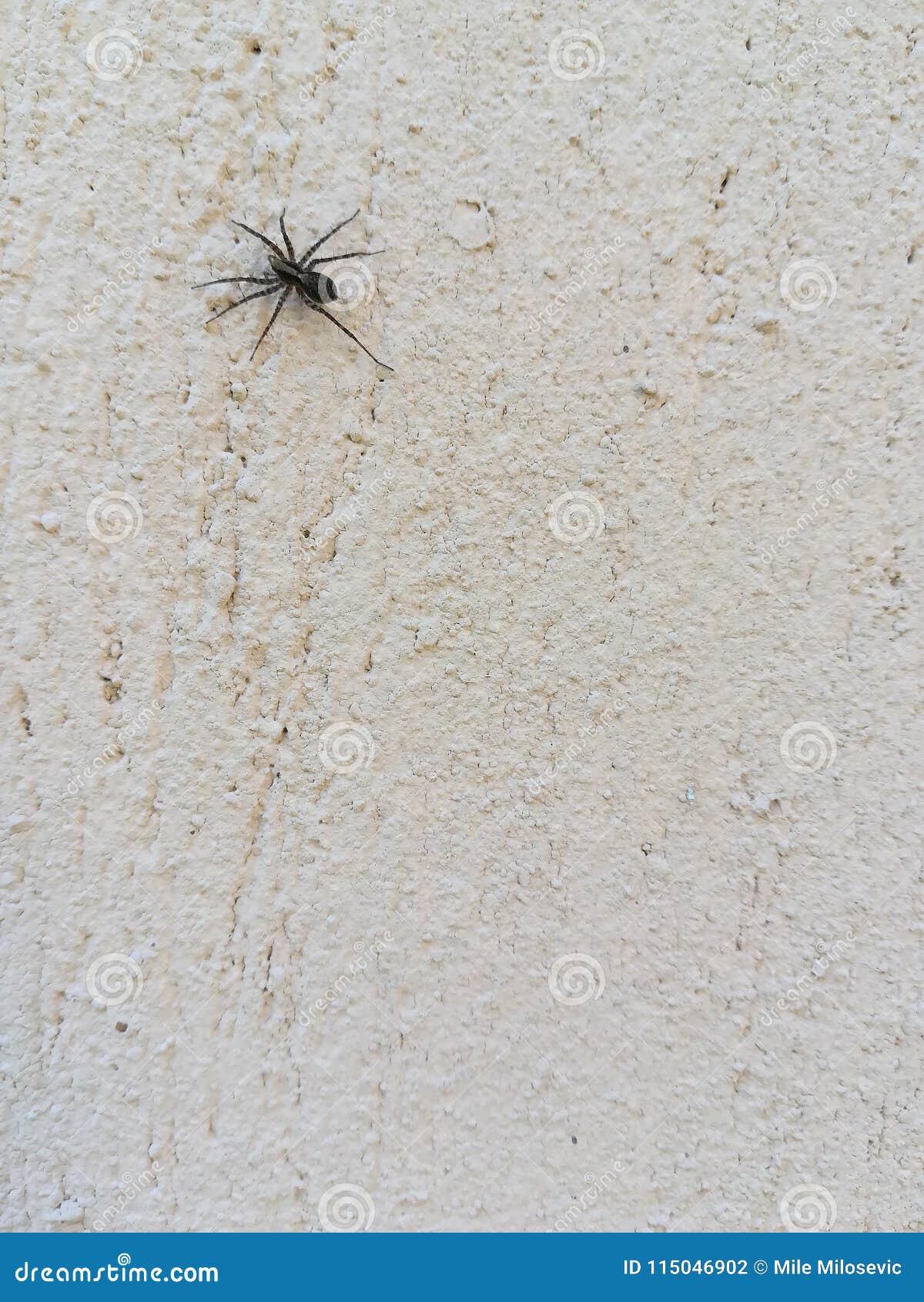 Abstract Background with Subtle Grunge Texture and Black Spider ...