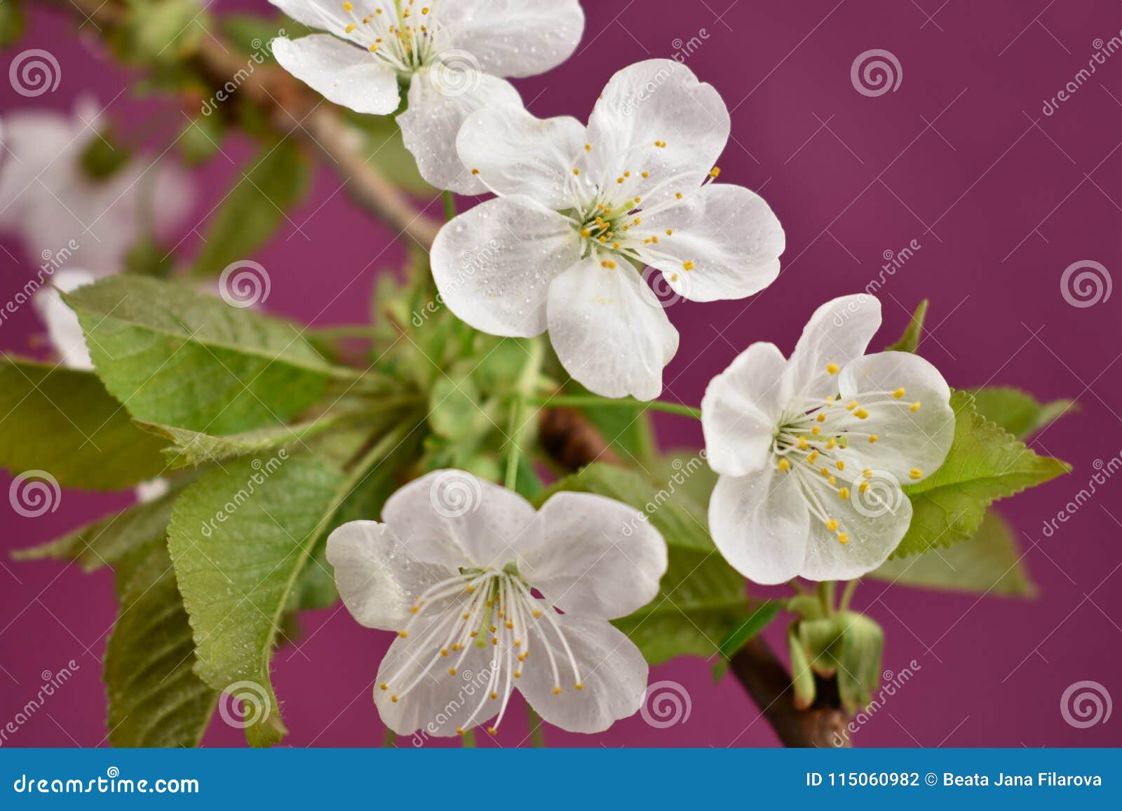 Flowering Cherry Branch Stock Images Arkivfoto - Bild av fira, bakgrund ...