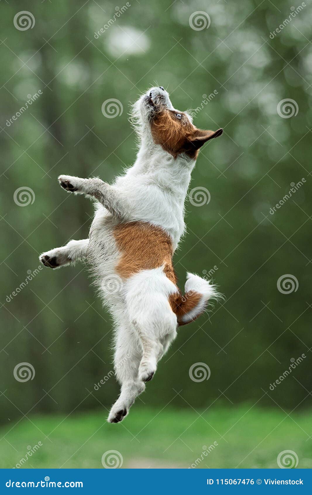 Happy Funny Terrier Dog Playing, Running Stock Foto - Image of hond ...