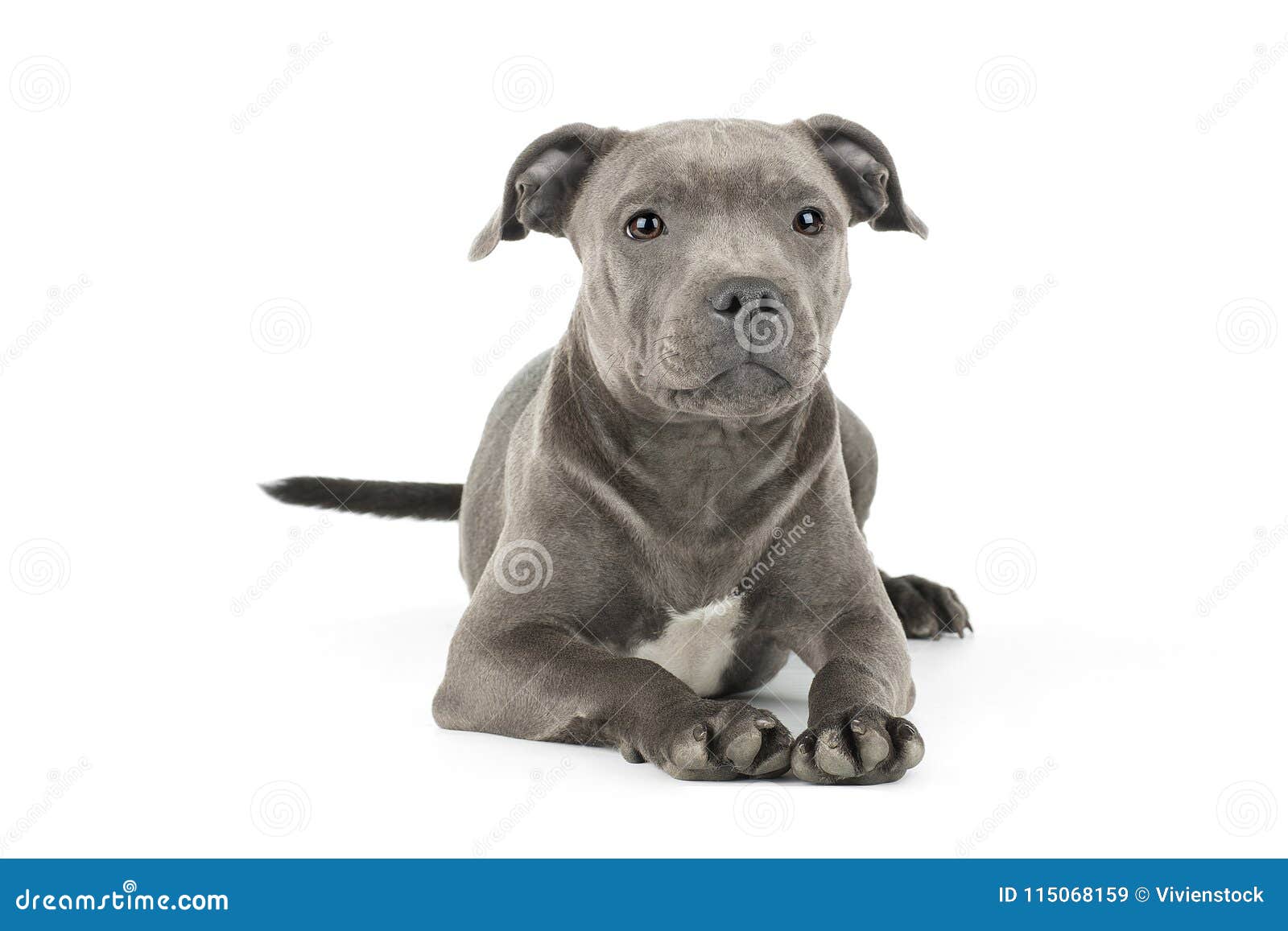 Cute Puppy Staffbull on a White Background Immagine Stock - Immagine di ...