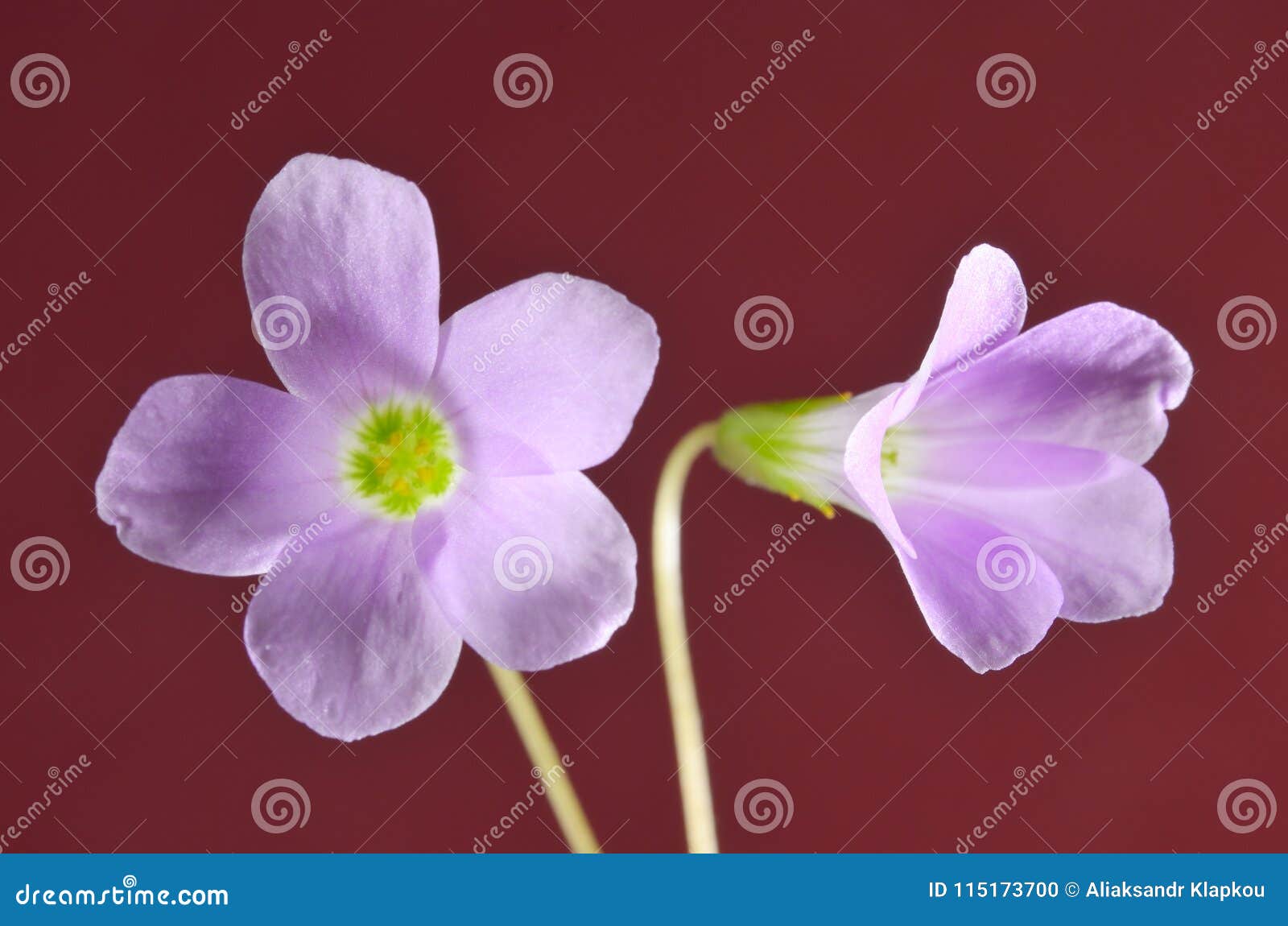 Beautiful Petals of a Flower. 库存照片 - 图片 包括有 植物群, 自然: 115173700