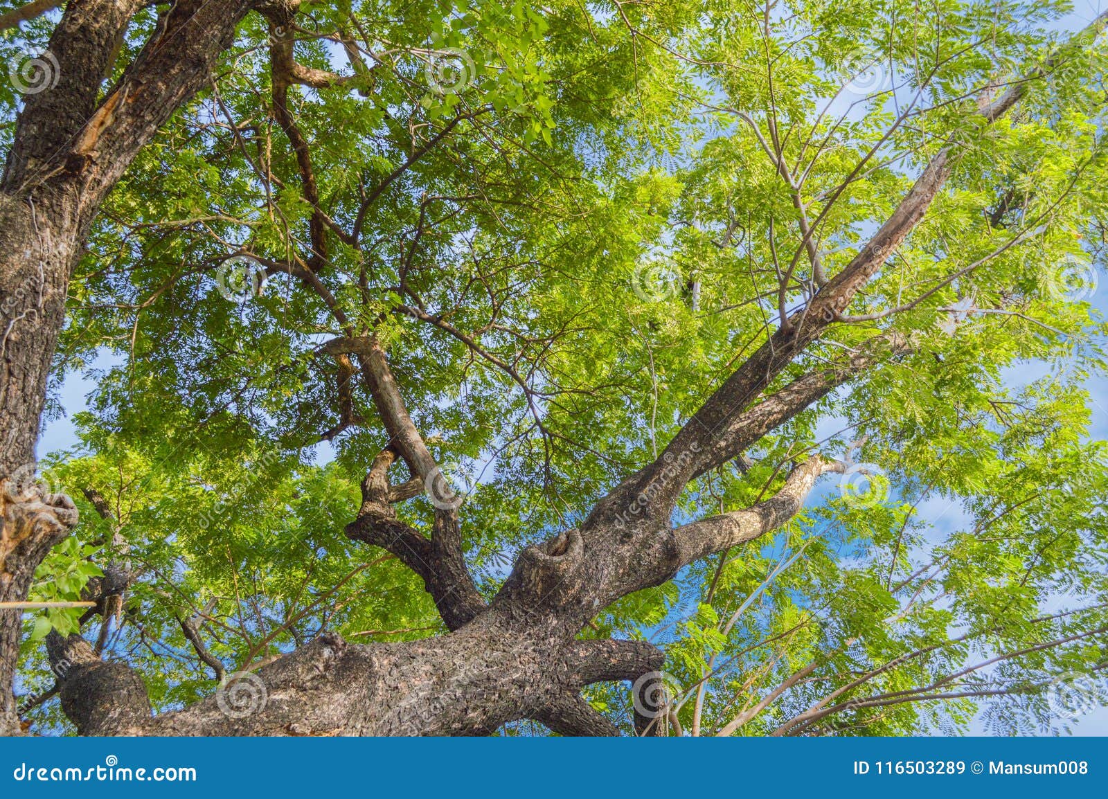 Large Branch Tree in Nature Garden Immagine Stock - Immagine di ...