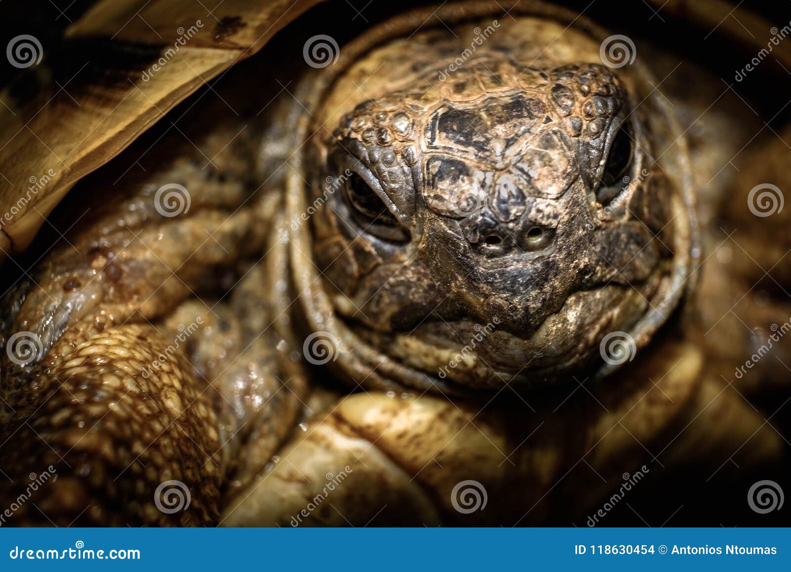 Near the turtle`s head foto de stock. Imagem de wildlife - 118630454