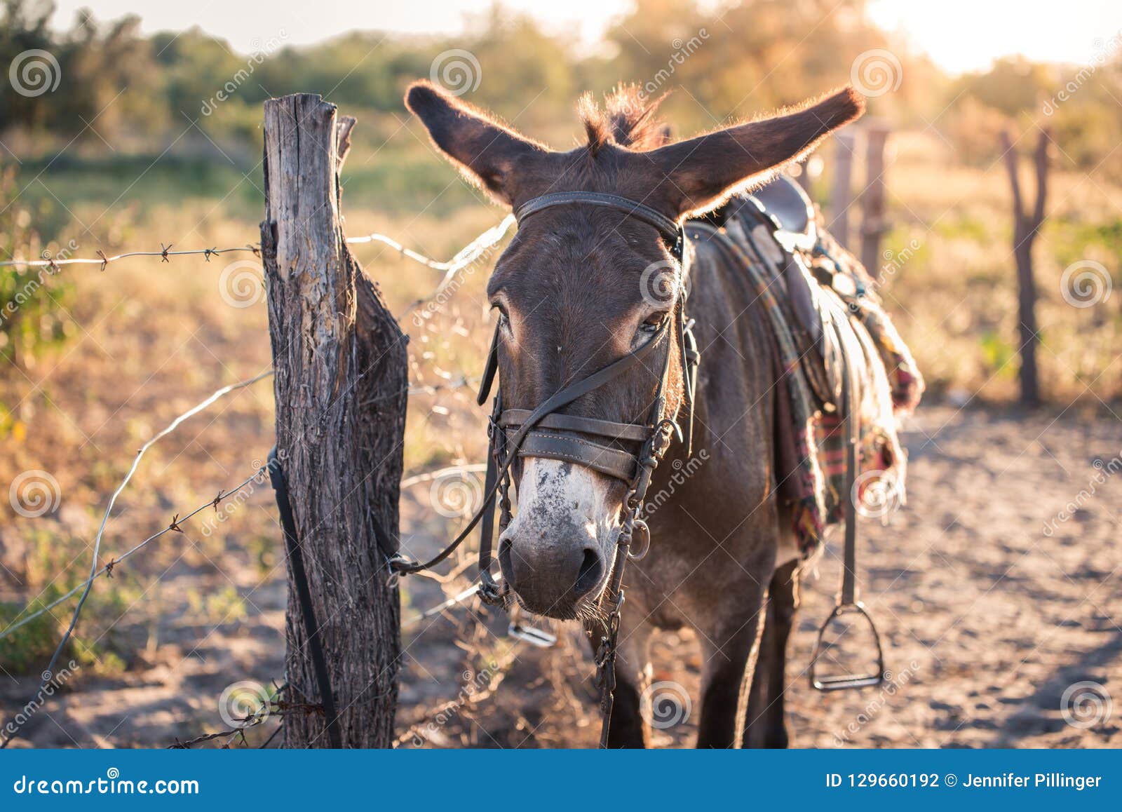 A Long Suffering Donkey Stands Roped To a Fence Post in this Rural Part ...