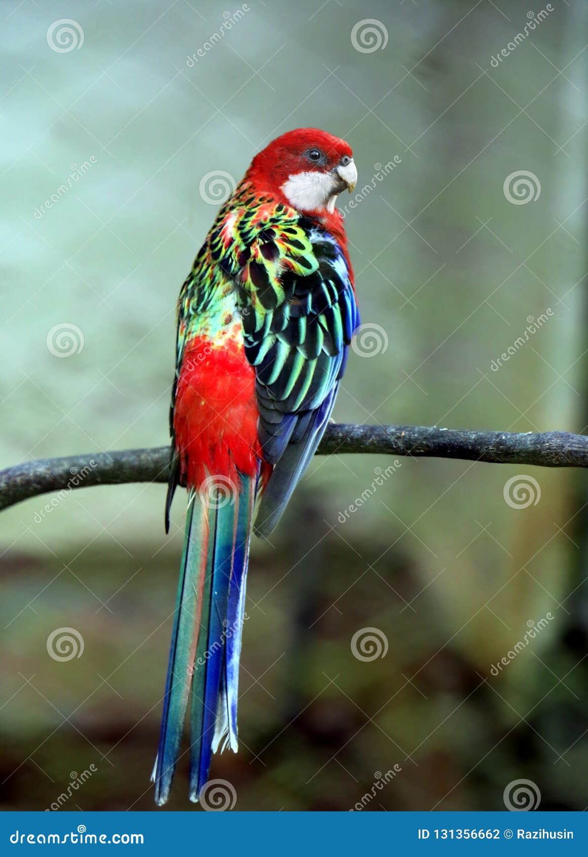 Eastern Rosella Platycercus Eximius Bird Stock Foto - Image of papegaai ...