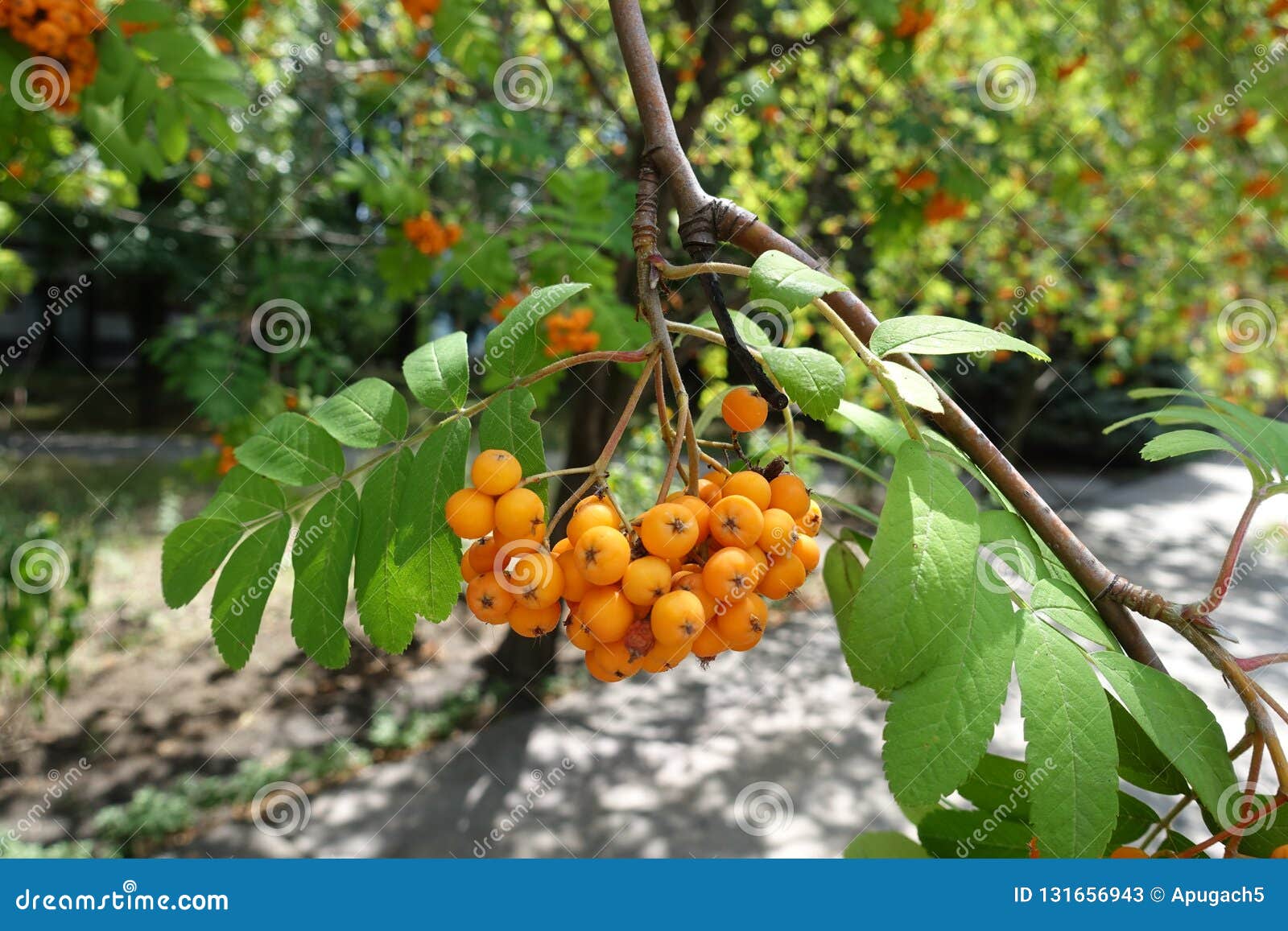 Cluster of Bright Orange Berries of Rowan Stock Afbeelding - Image of ...