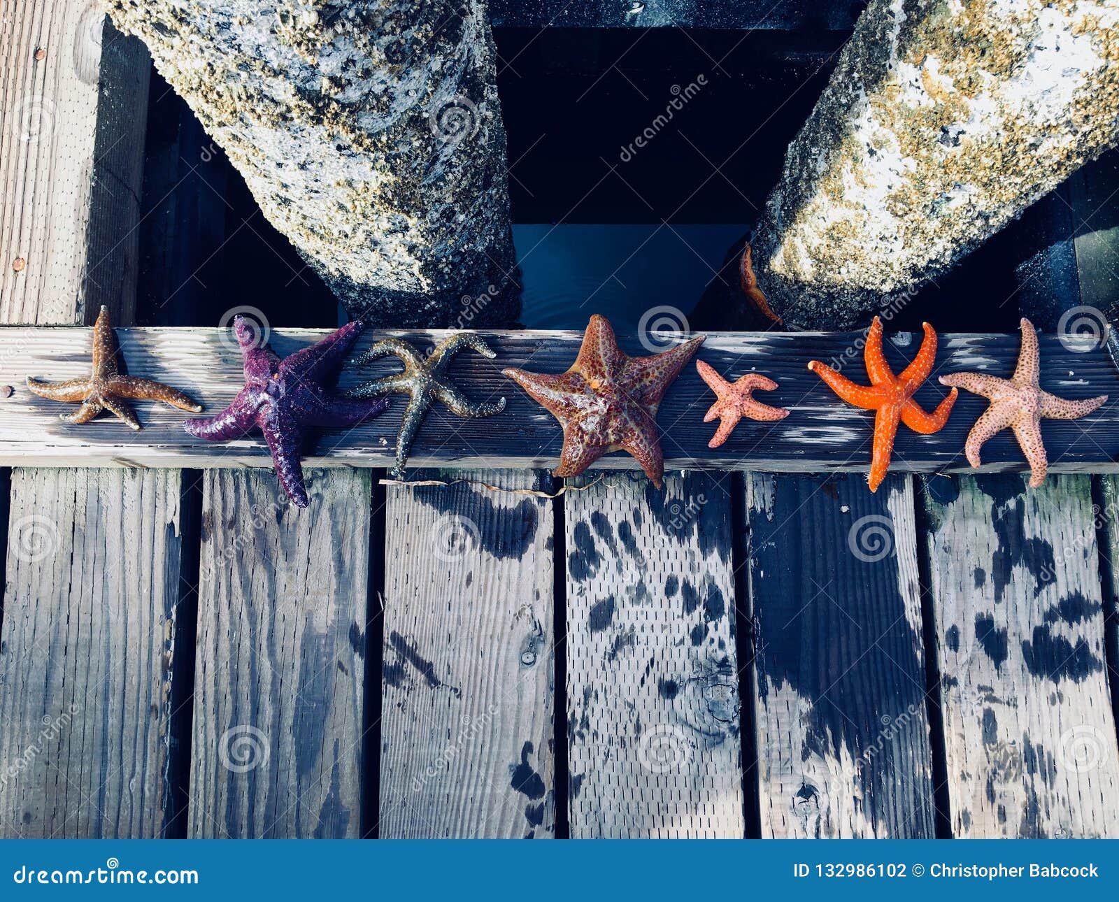 A Diverse Group of Starfish Lined Up Along the Docks Fotografia Stock ...