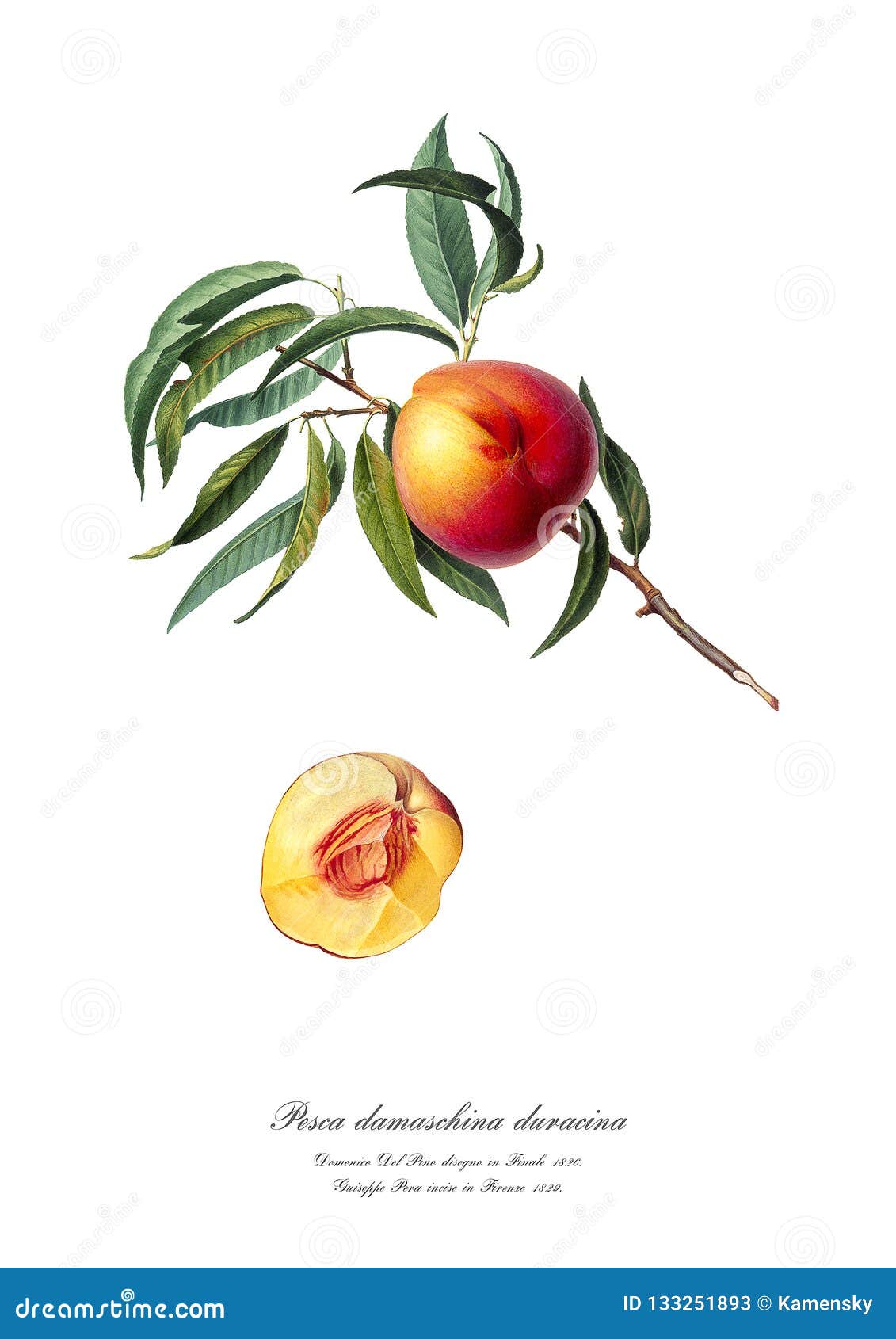 Vintage Watercolour Peach Drawing Art. 库存例证 - 插画 包括有 果子, 红色: 133251893