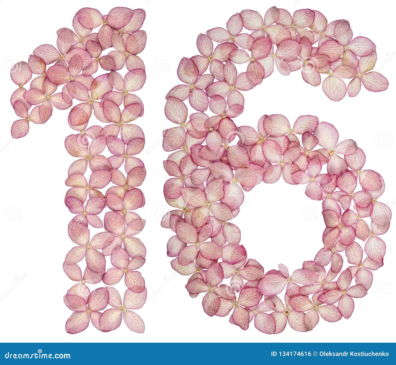 Arabic Numeral 16, Sixteen, from Flowers of Hydrangea, Isolated on ...