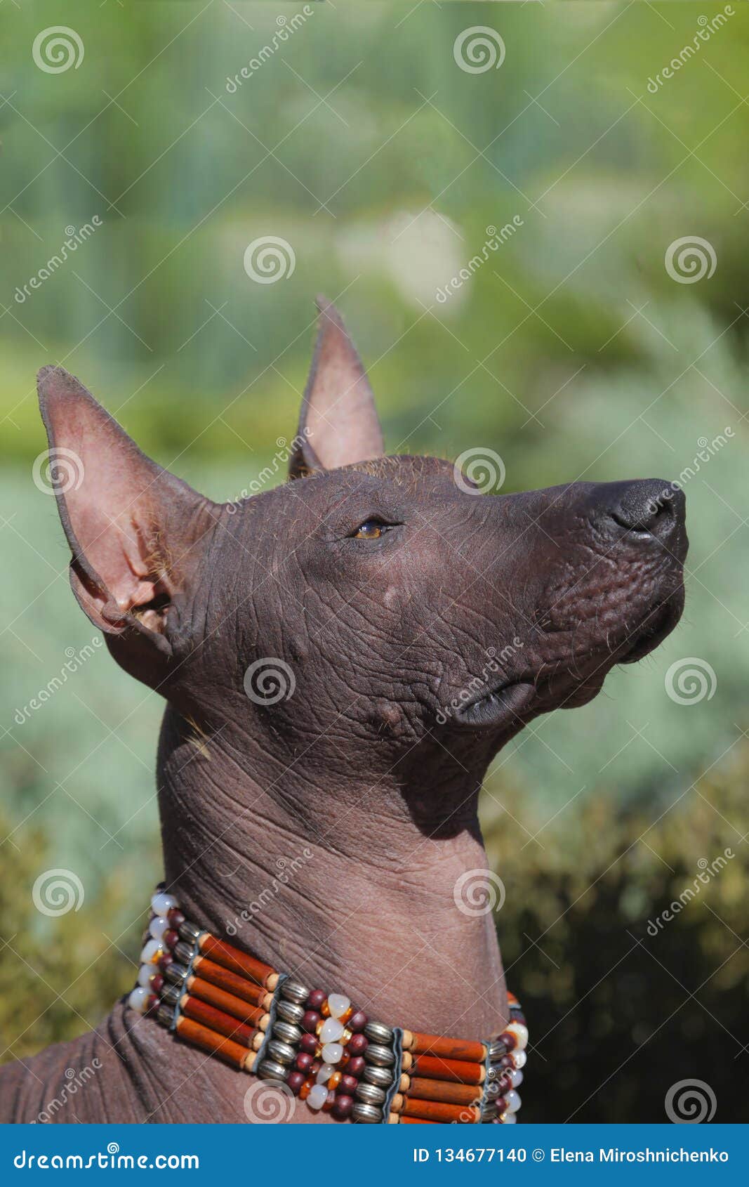 The Head of Xoloitzcuintle Dog Mexican Hairless Dog Fotografia Stock ...