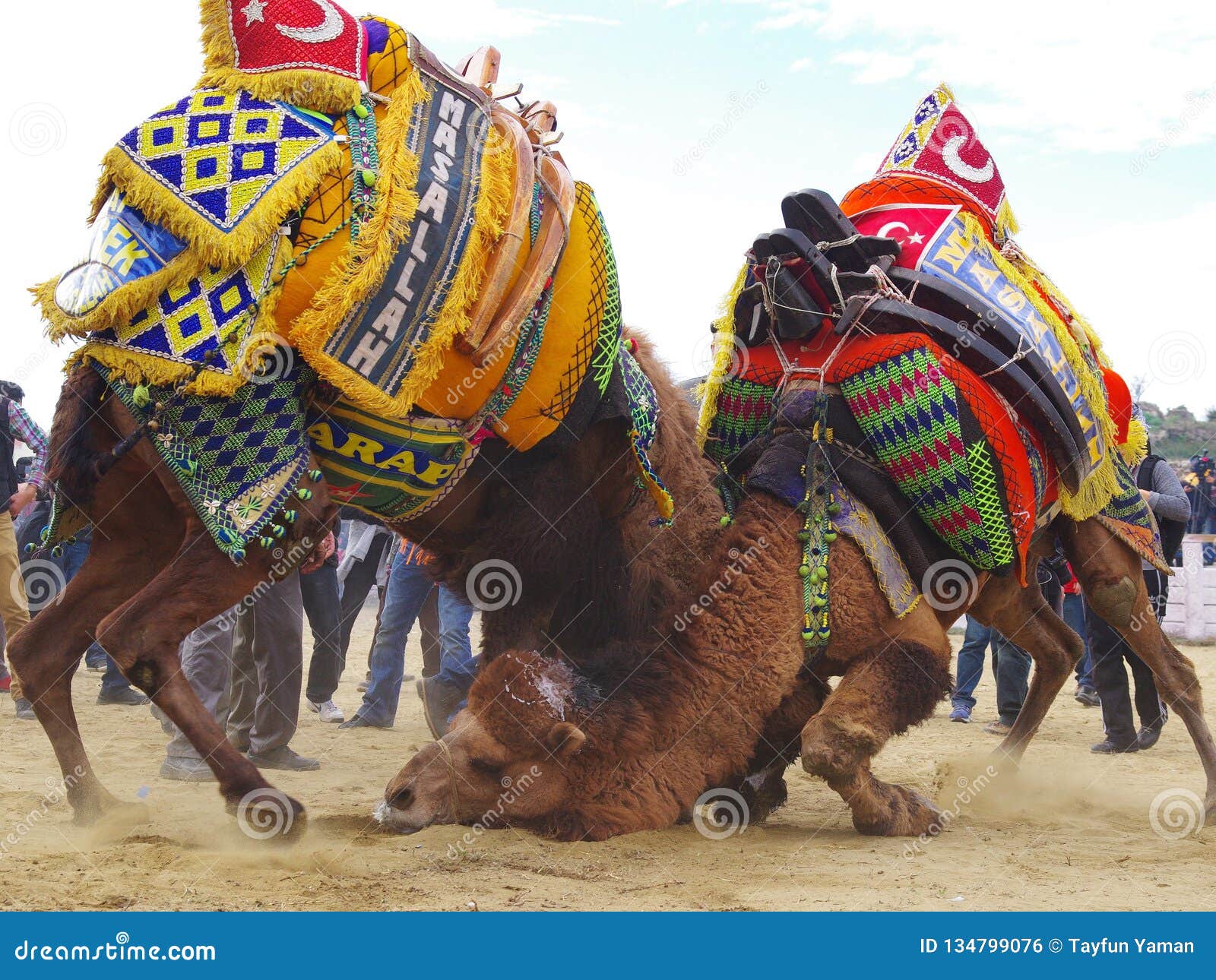 Camels are Fighting at Wretling Festival, Selcuk, Izmir, Turkey 库存照片 ...