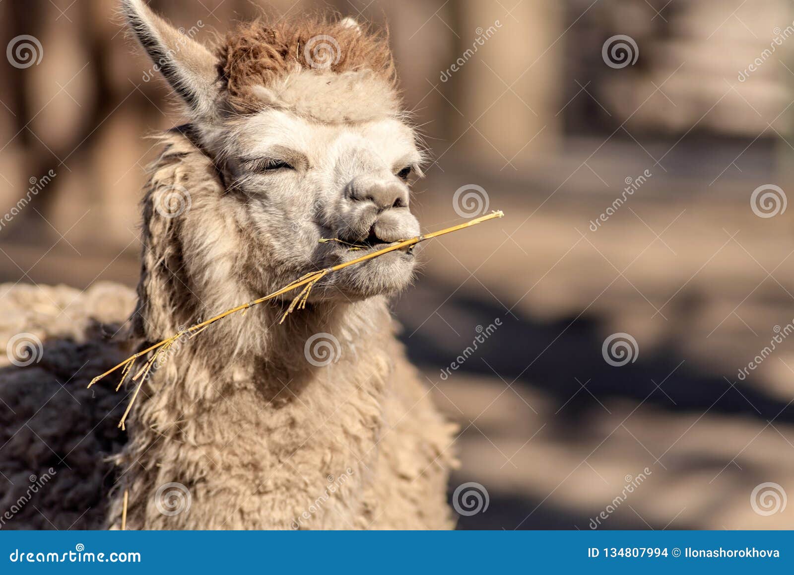 Funny White Lama with Thick Fur Chewing a Stick Looking Ahead on ...