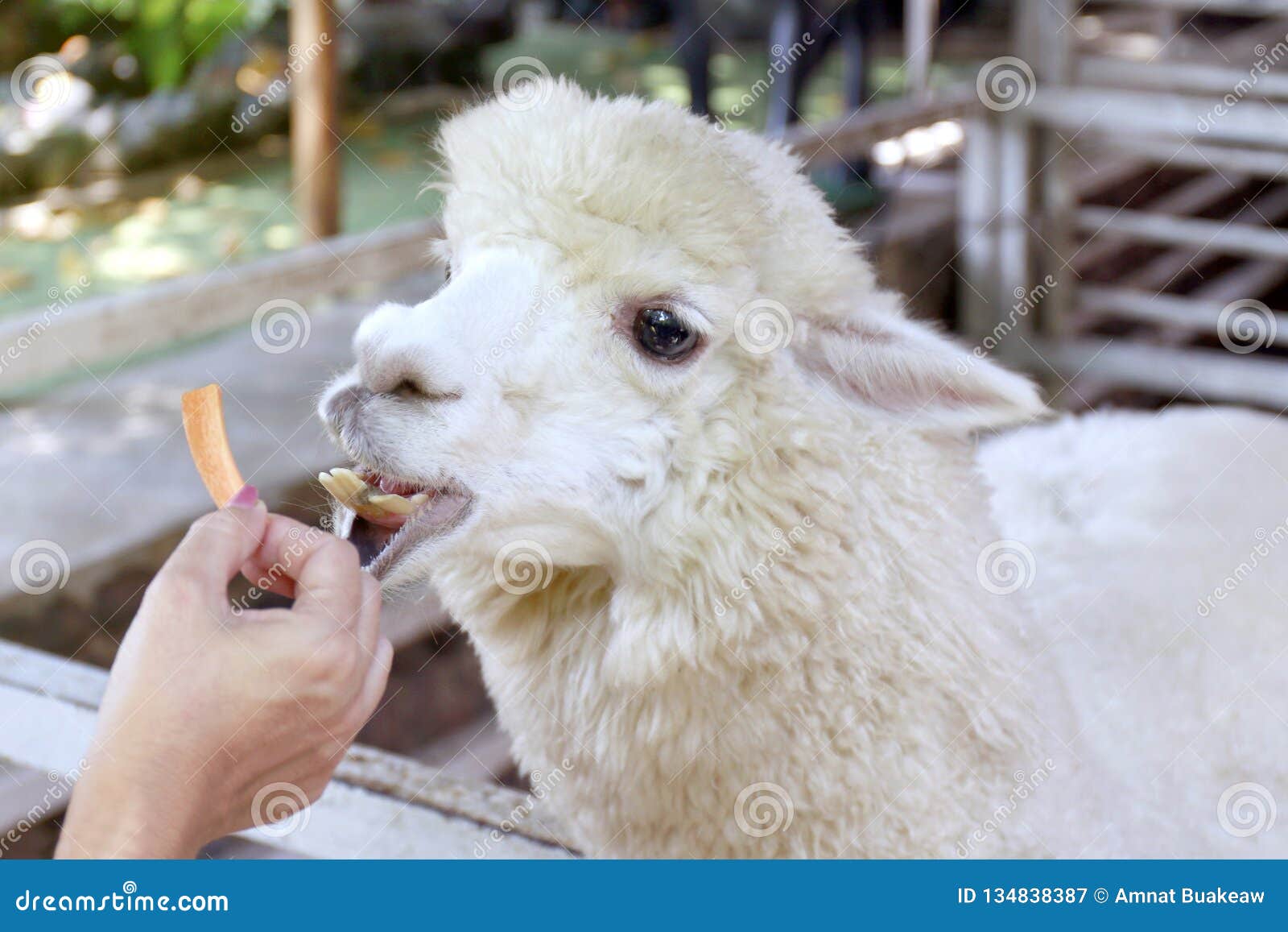 Alpaca, Hands are Feeding Alpaca, White Alpaca in Farm, Alpaca is ...