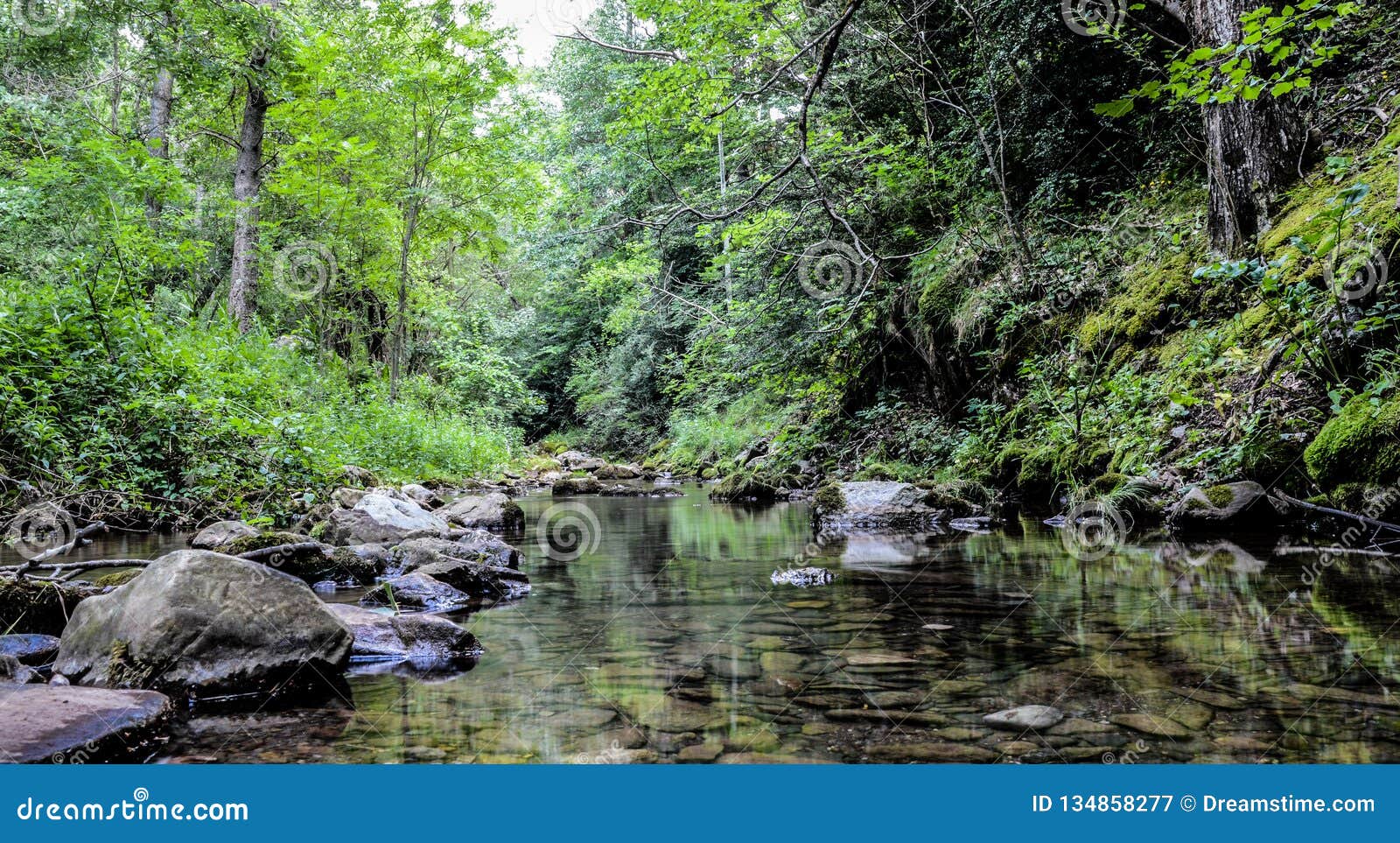 Water Stream in the Green Nature Fotografering för Bildbyråer - Bild av ...