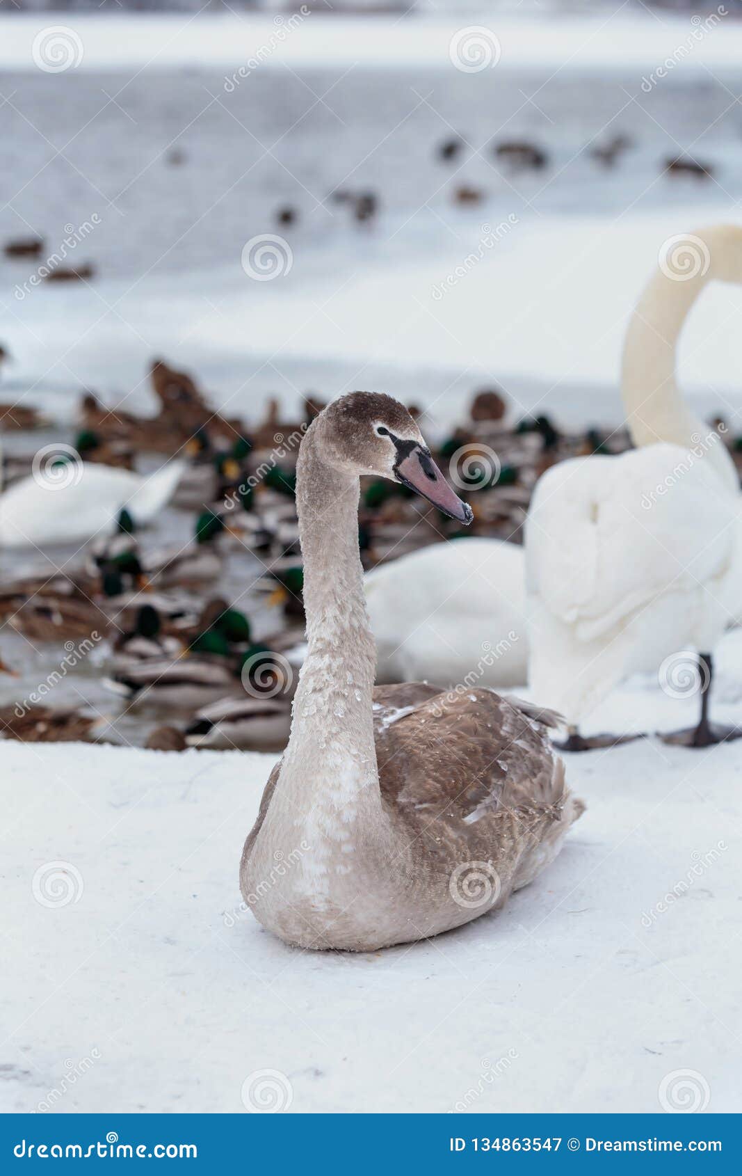 Close-up Portrait of a Beautiful Gray Swan on the Snow on the ...