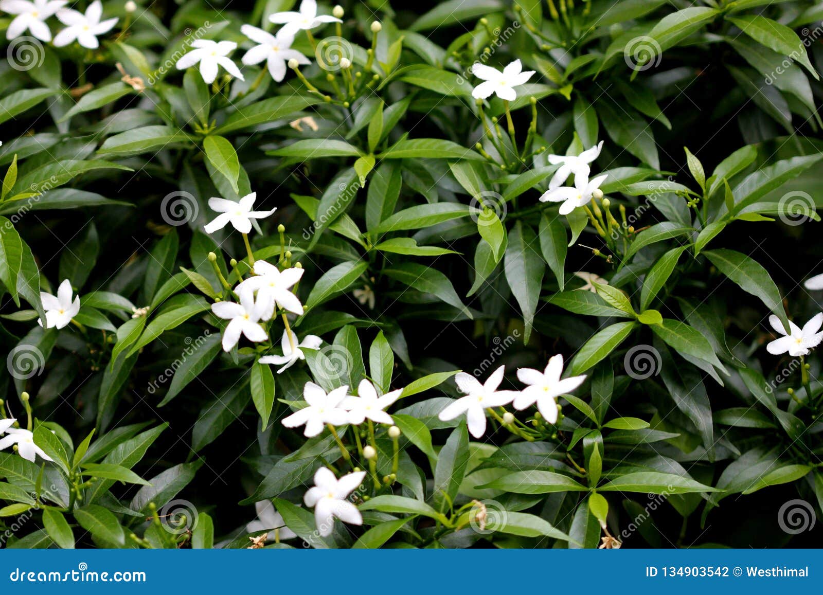Pinwheel Flower, Crape Jasmine, Tabernaemontana Divaricata Fotografia ...