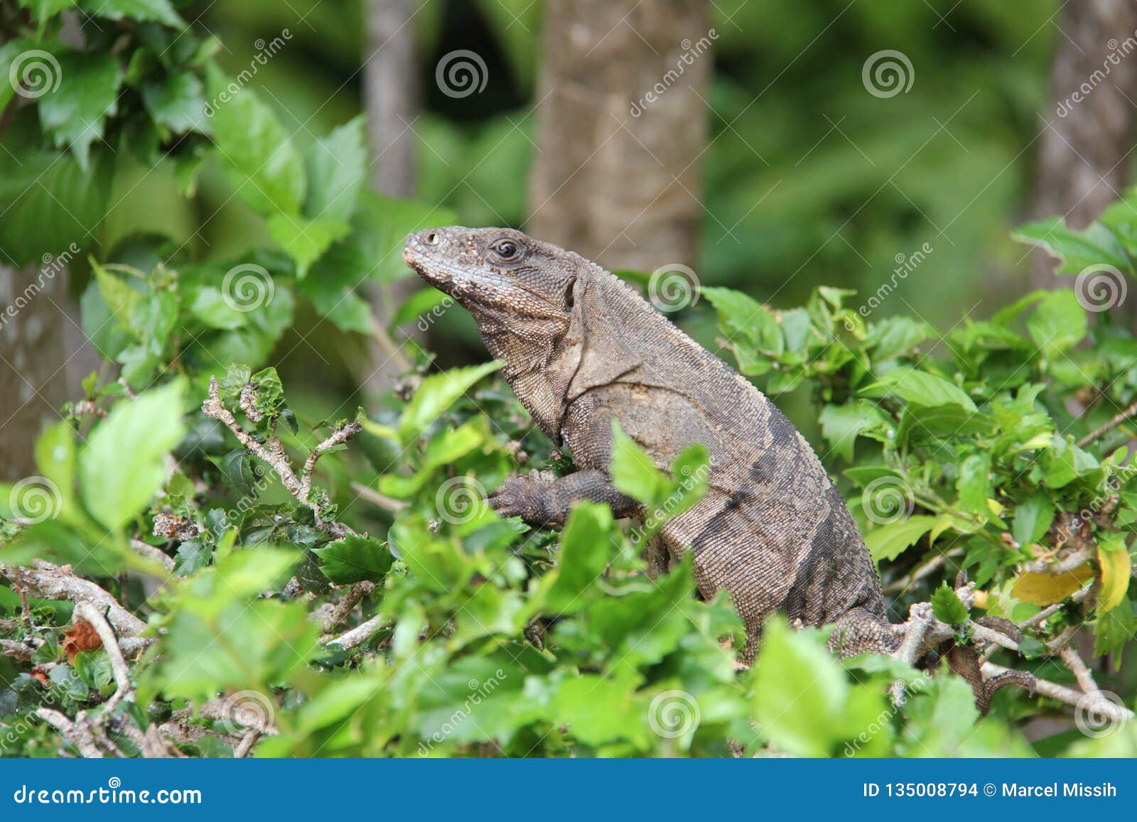 Trip To Mexico Mayan Art Pyramid Cave Where Sacrifices Were Performed ...