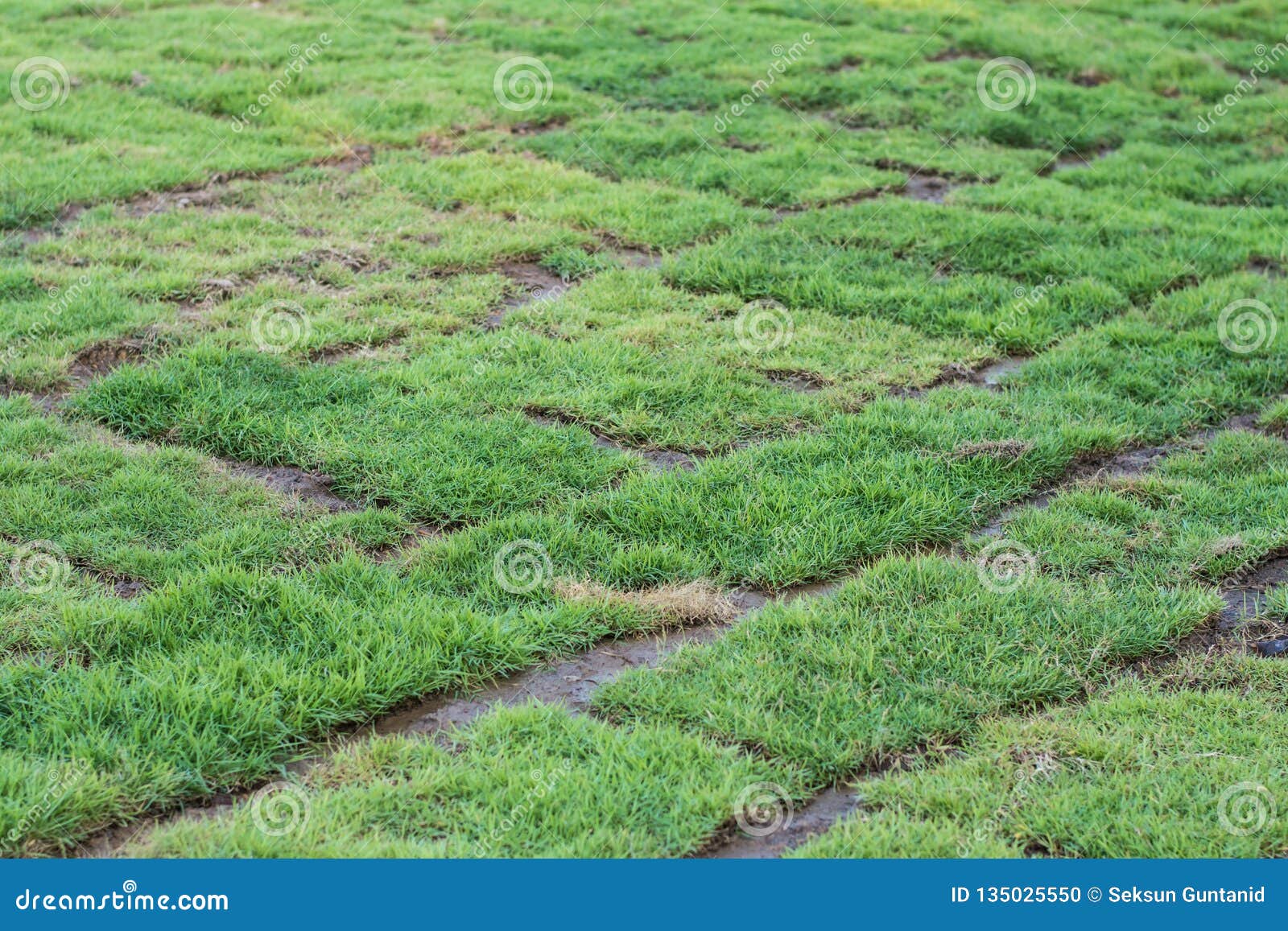 Healthy Grass Growing in Soil Pattern,Square of Green Grass Field Over ...