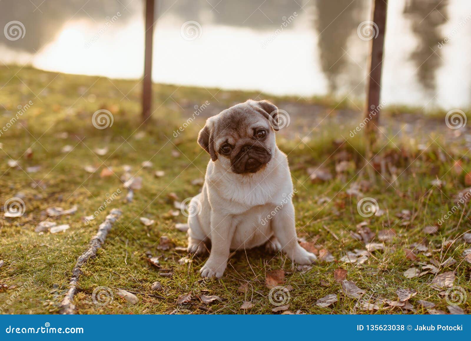 A Cute Puppy Pug Sitting on Grass Near the Lake and is Looking Straight ...
