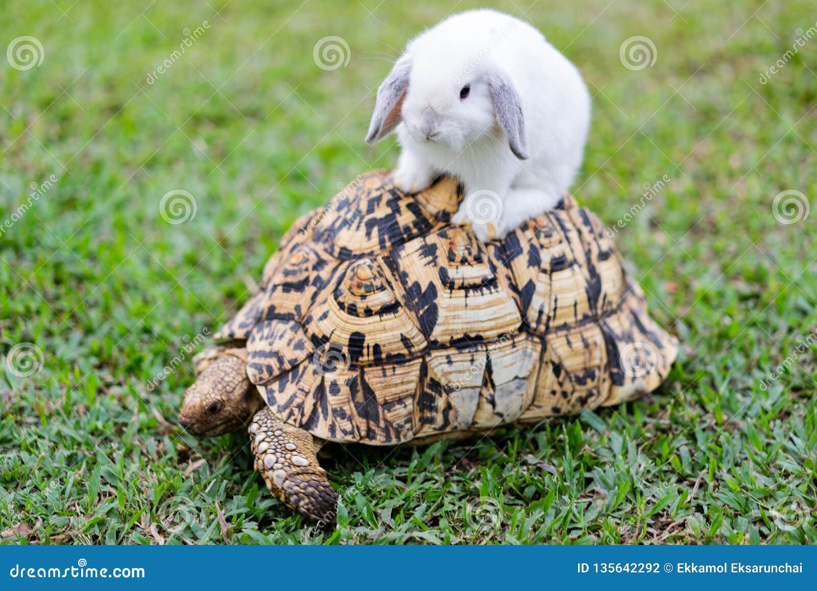 Rabbit on the Turtle after Completing the Race at the Garden in the ...