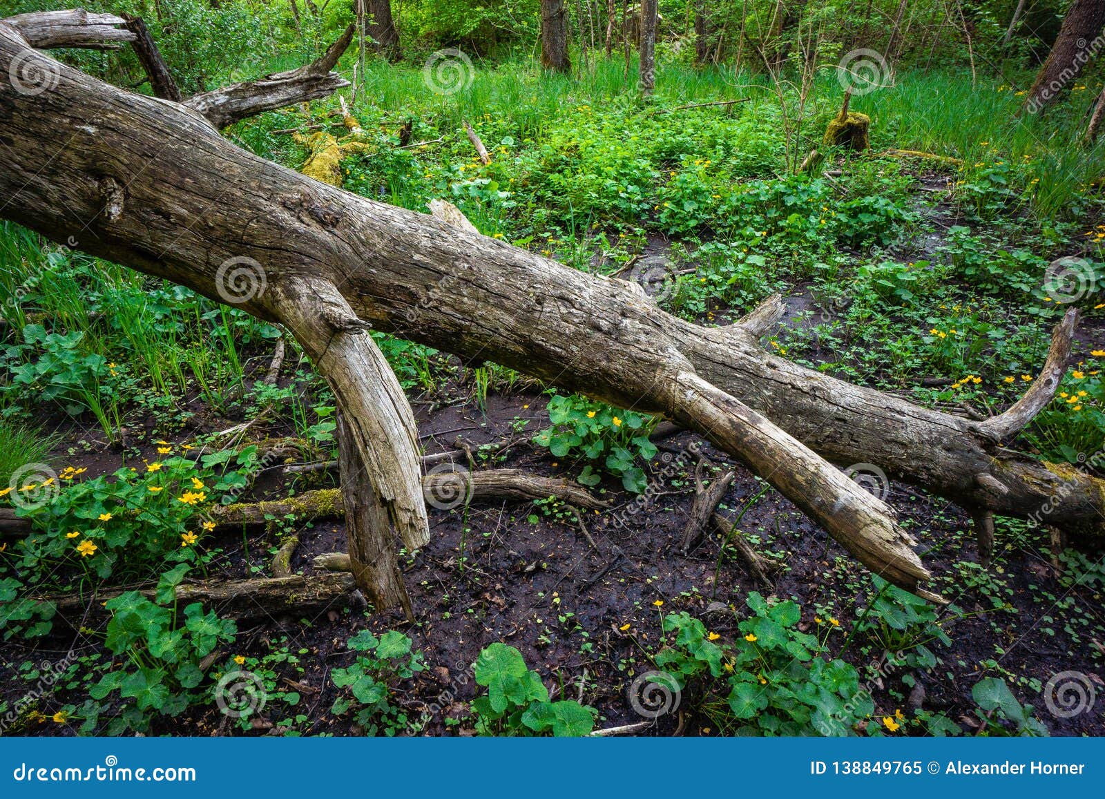 Water Stream Fallen Tree Forest Scenery Spring 库存图片 - 图片 包括有 地质, 运行 ...
