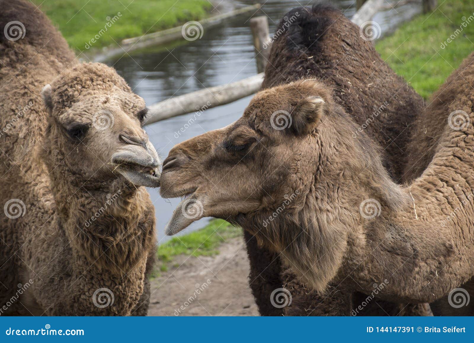 The Bactrian Camel, Camelus Bactrianus is a Large, Even-toed Ungulate ...